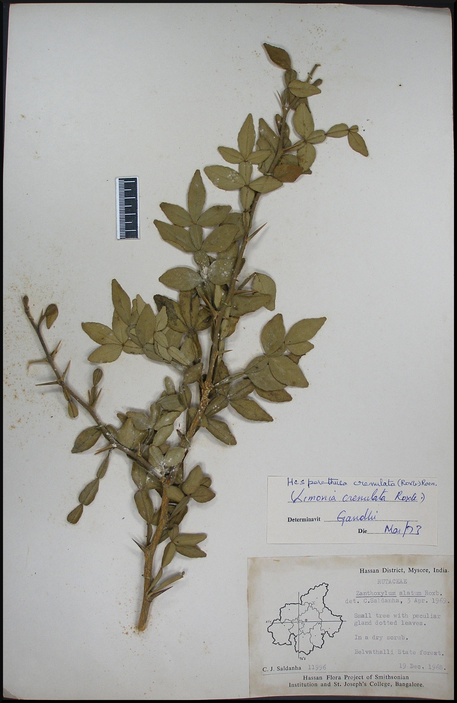 Herbarium JCB