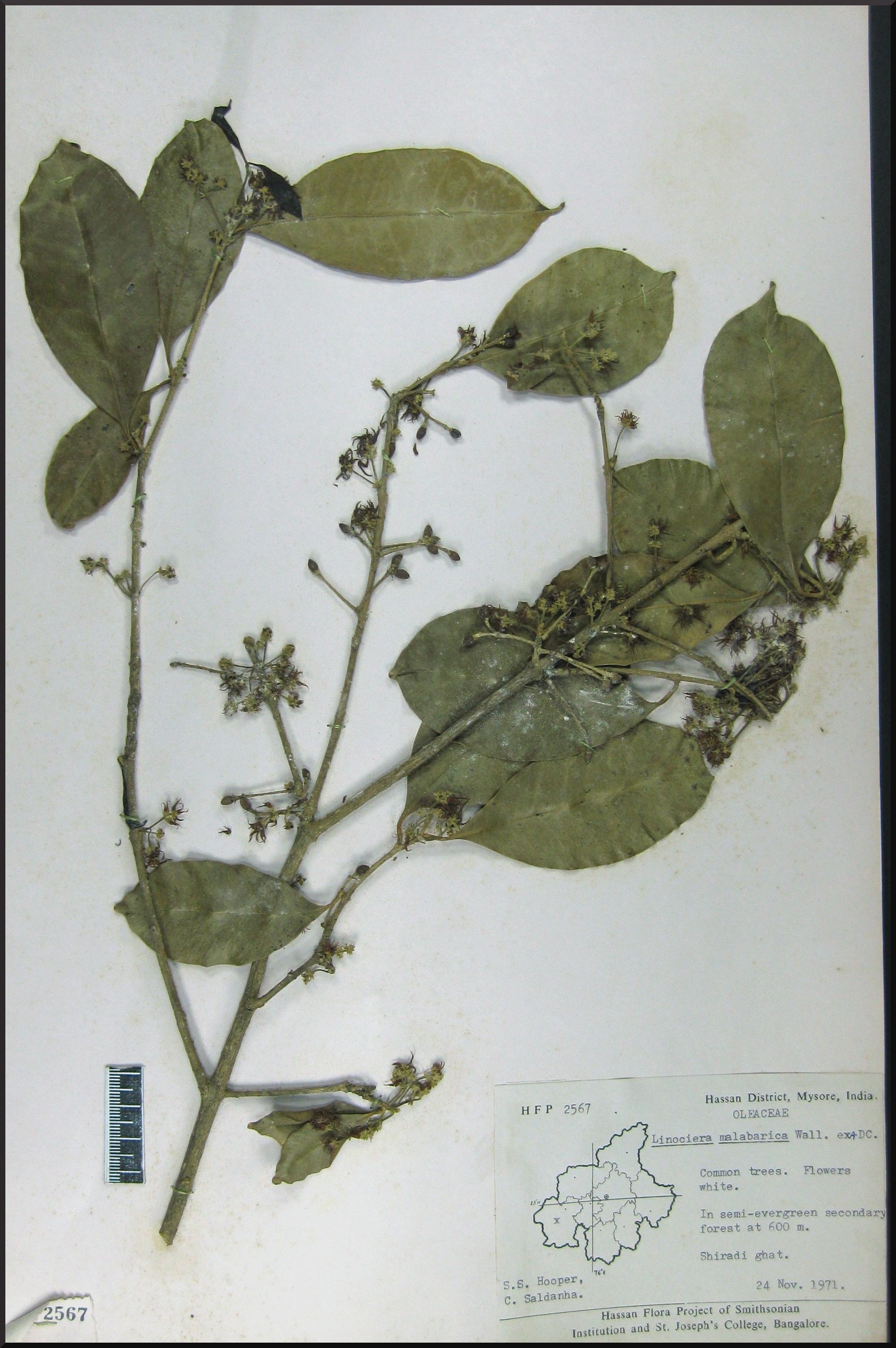 Herbarium JCB