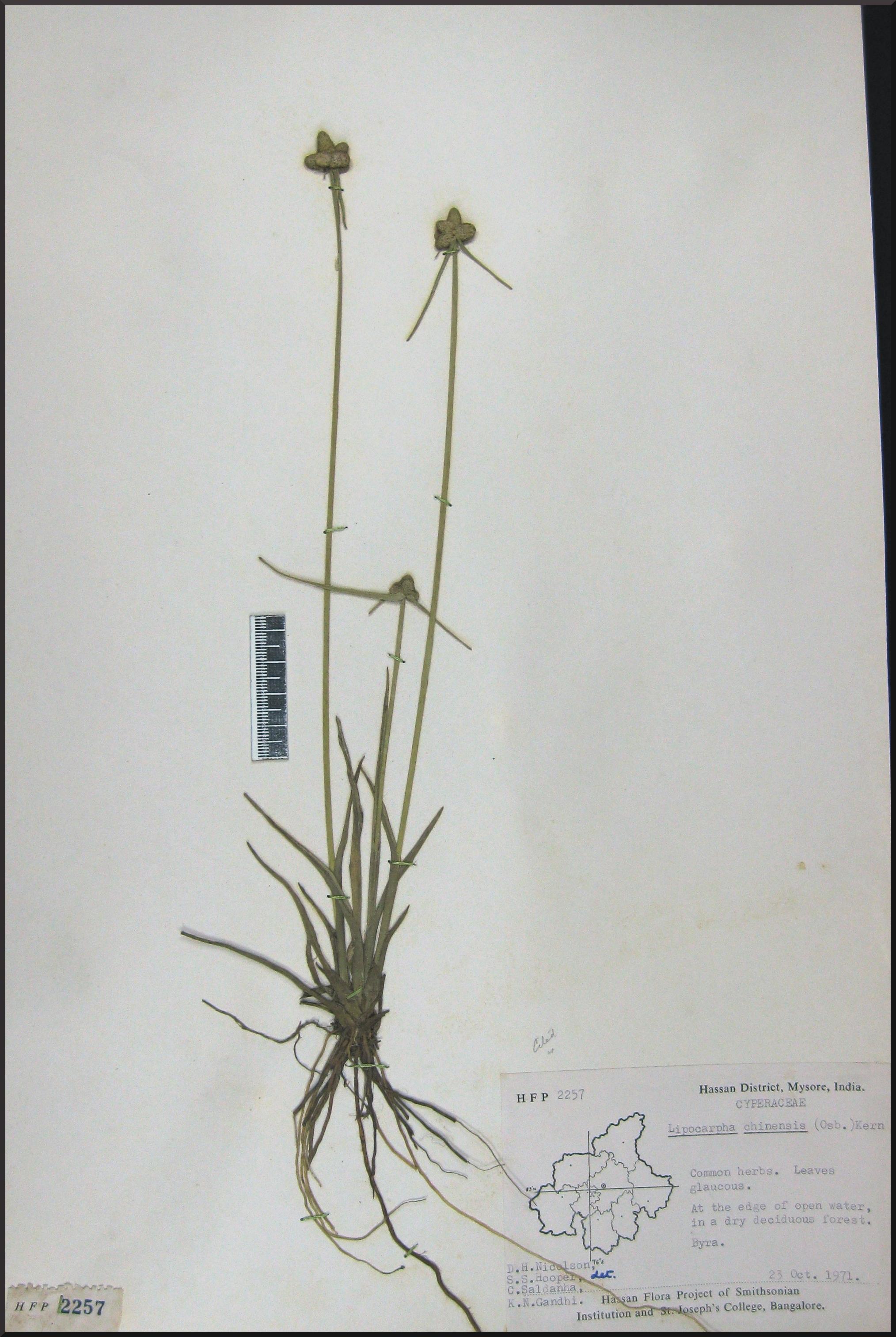 Herbarium JCB