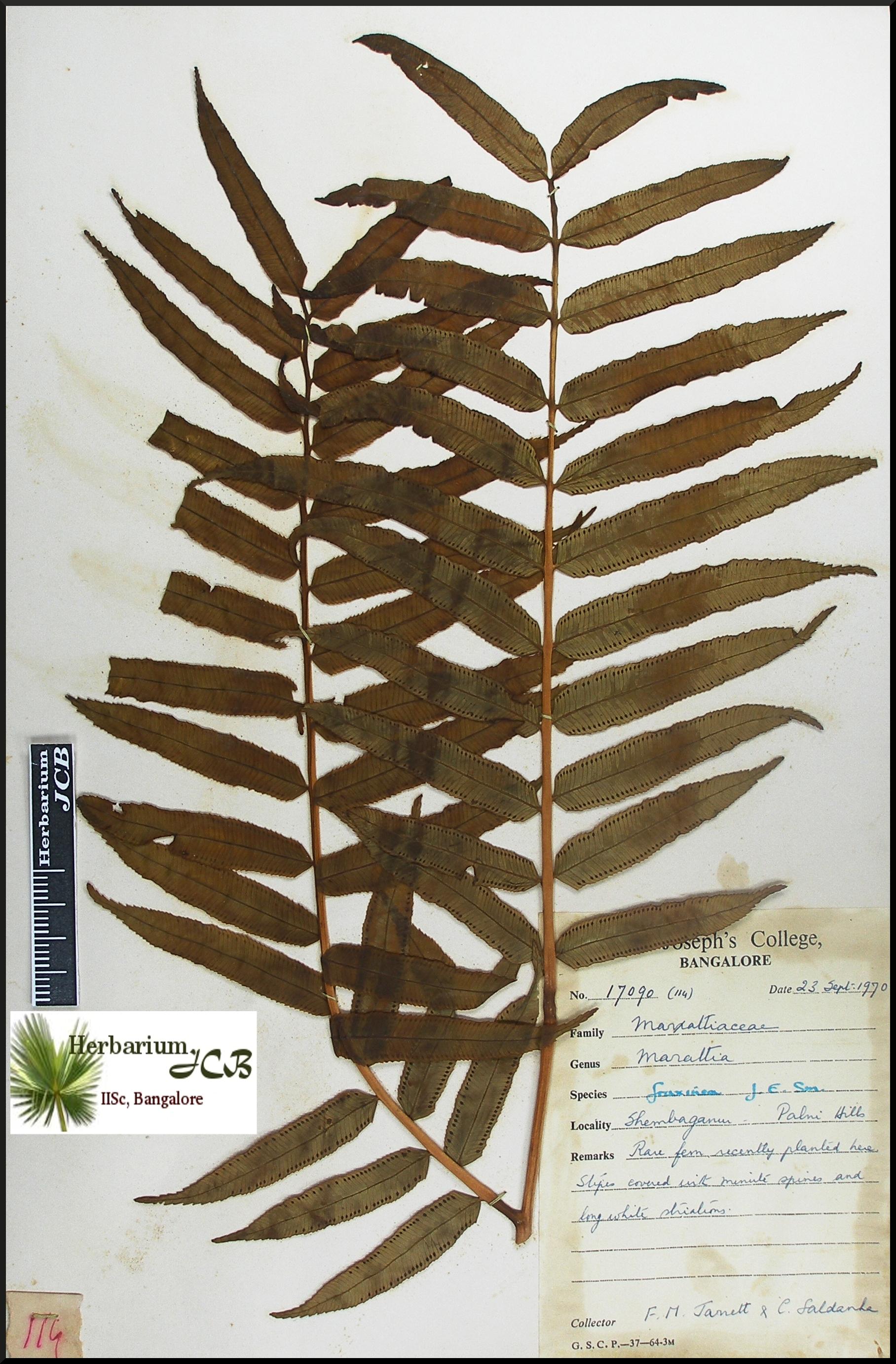 Herbarium JCB