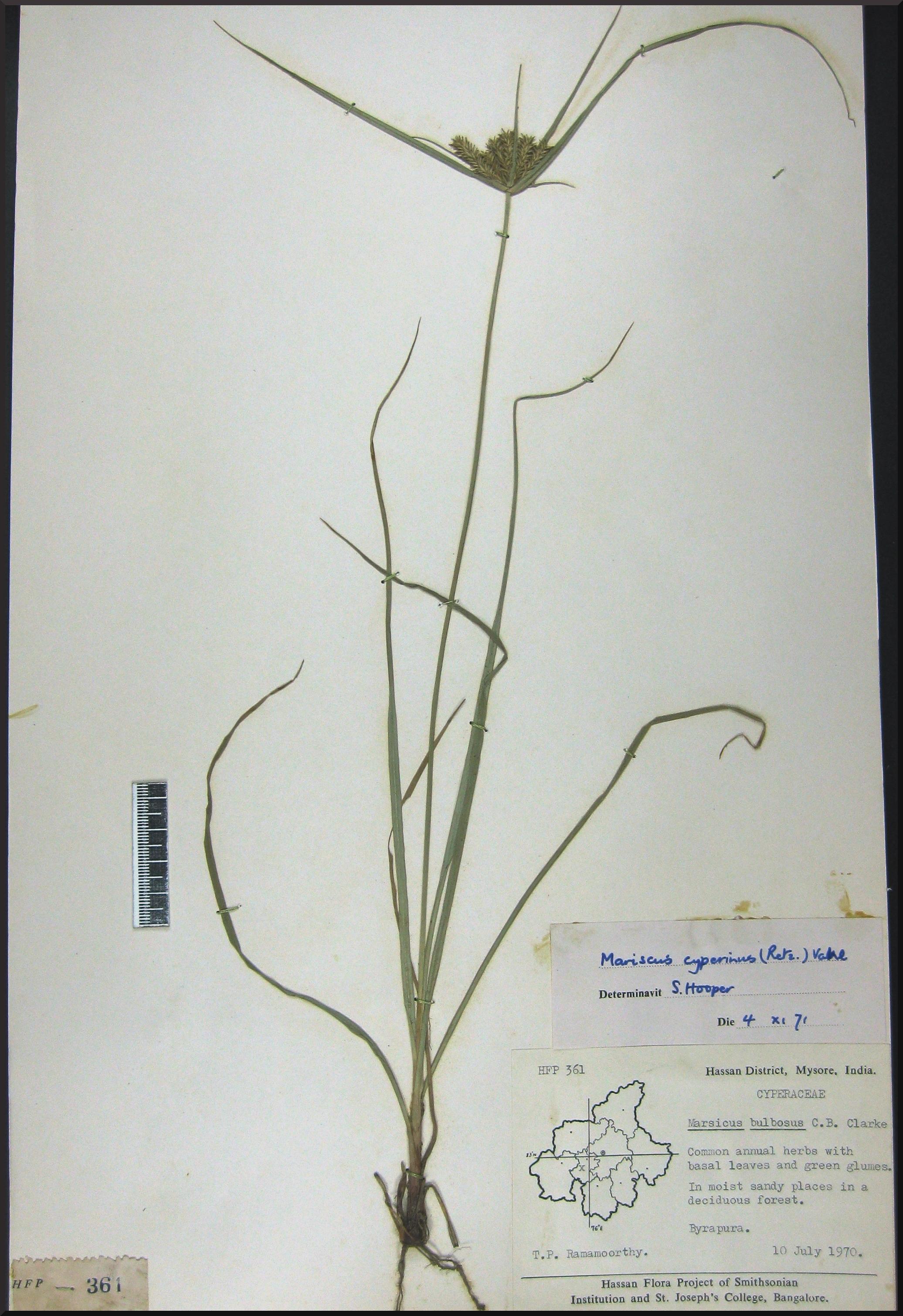 Herbarium JCB