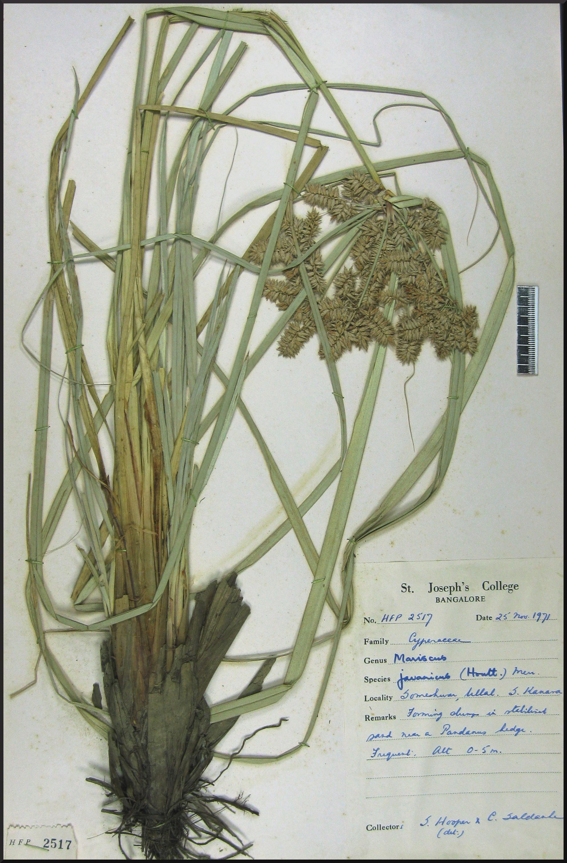 Herbarium JCB
