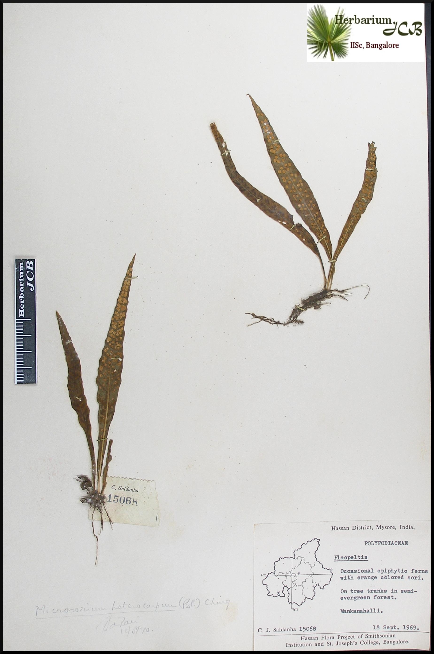 Herbarium JCB