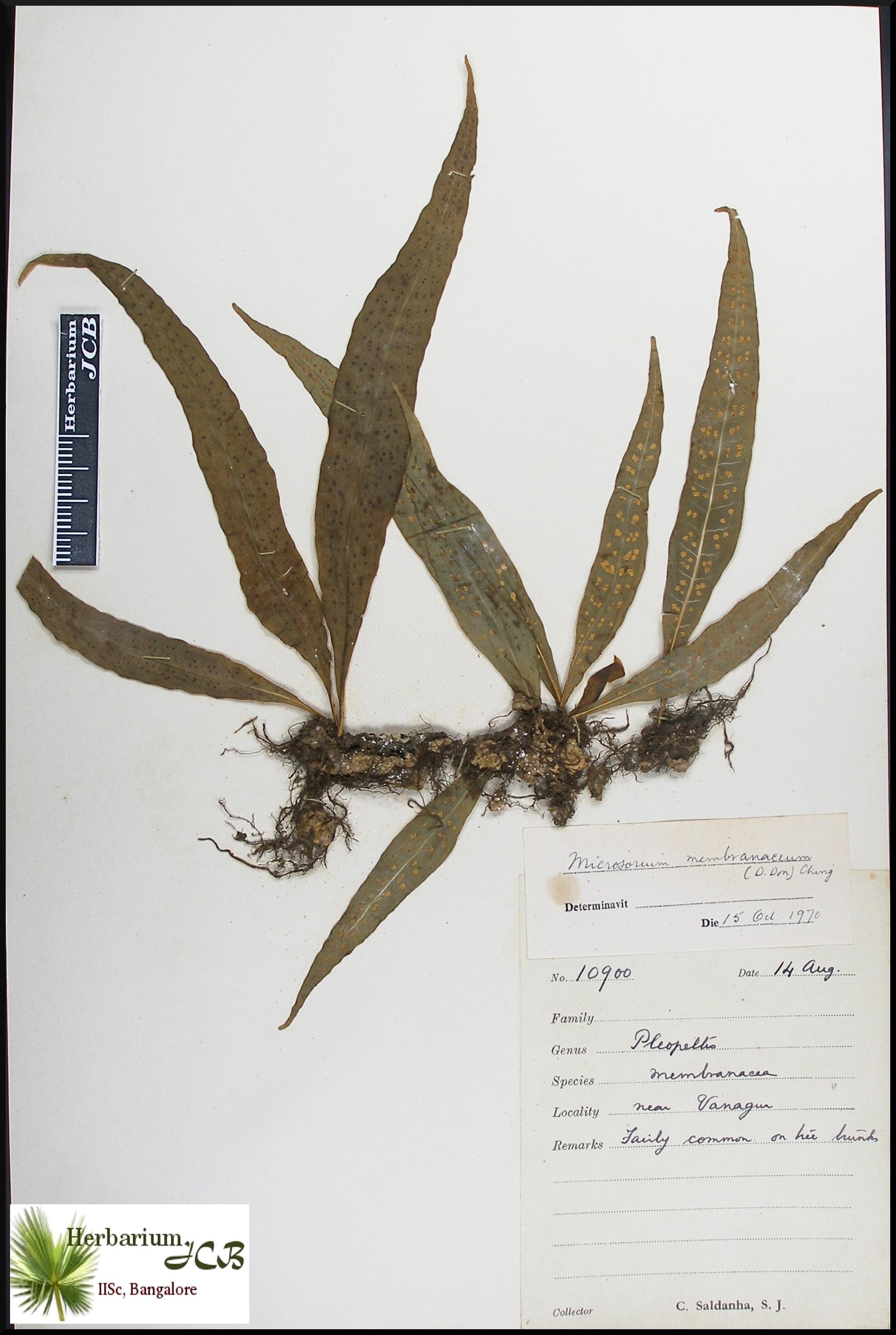 Herbarium JCB