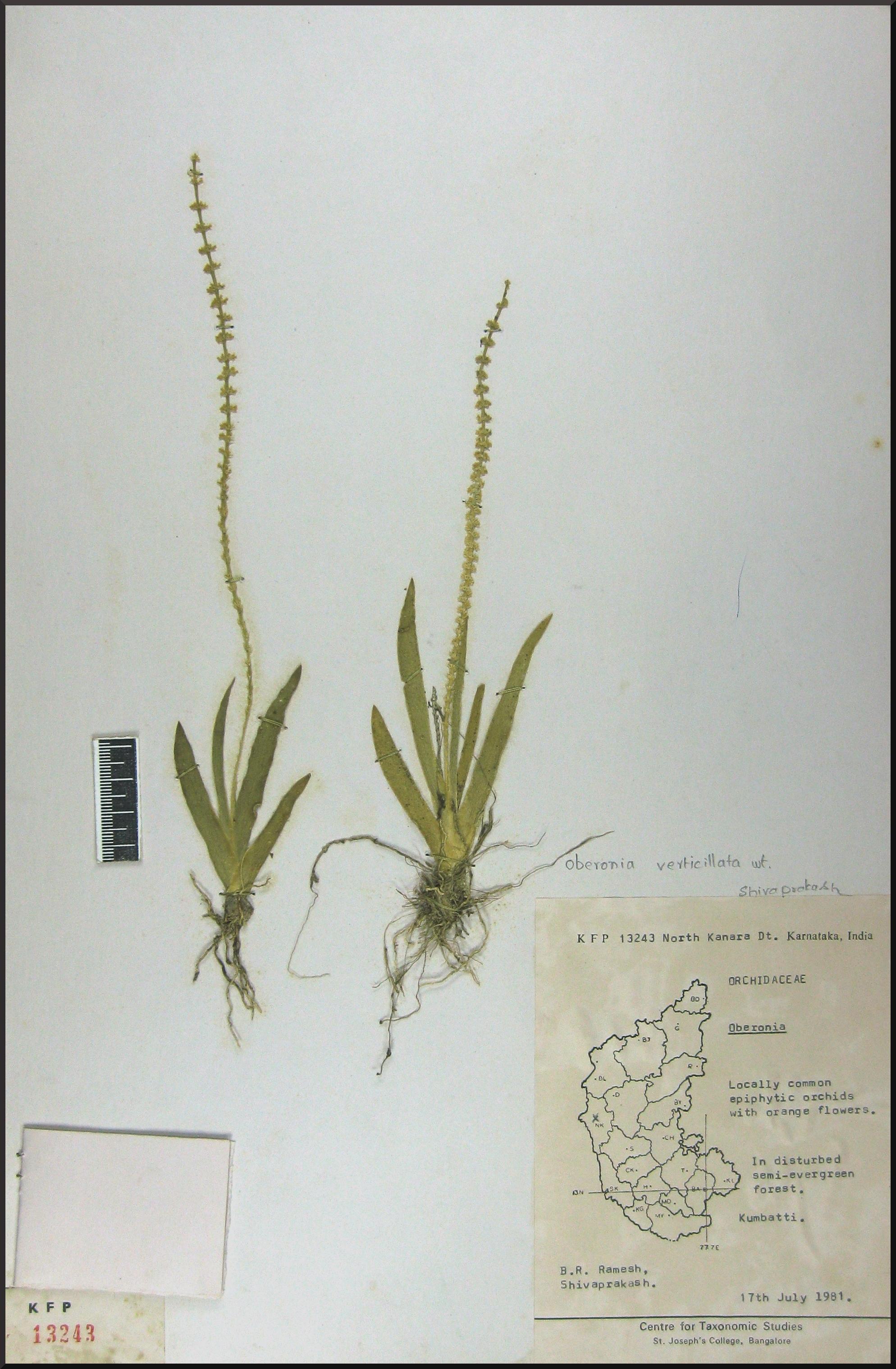 Herbarium JCB