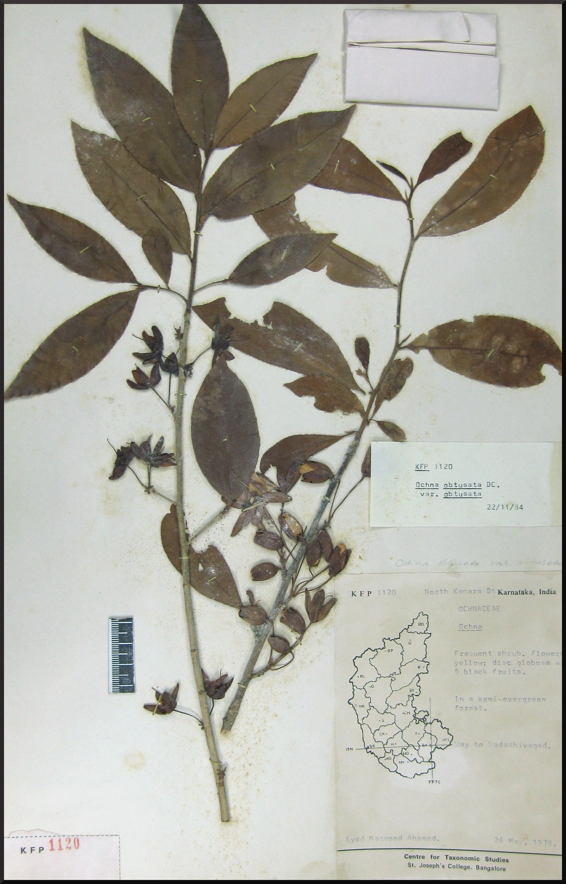 Herbarium JCB