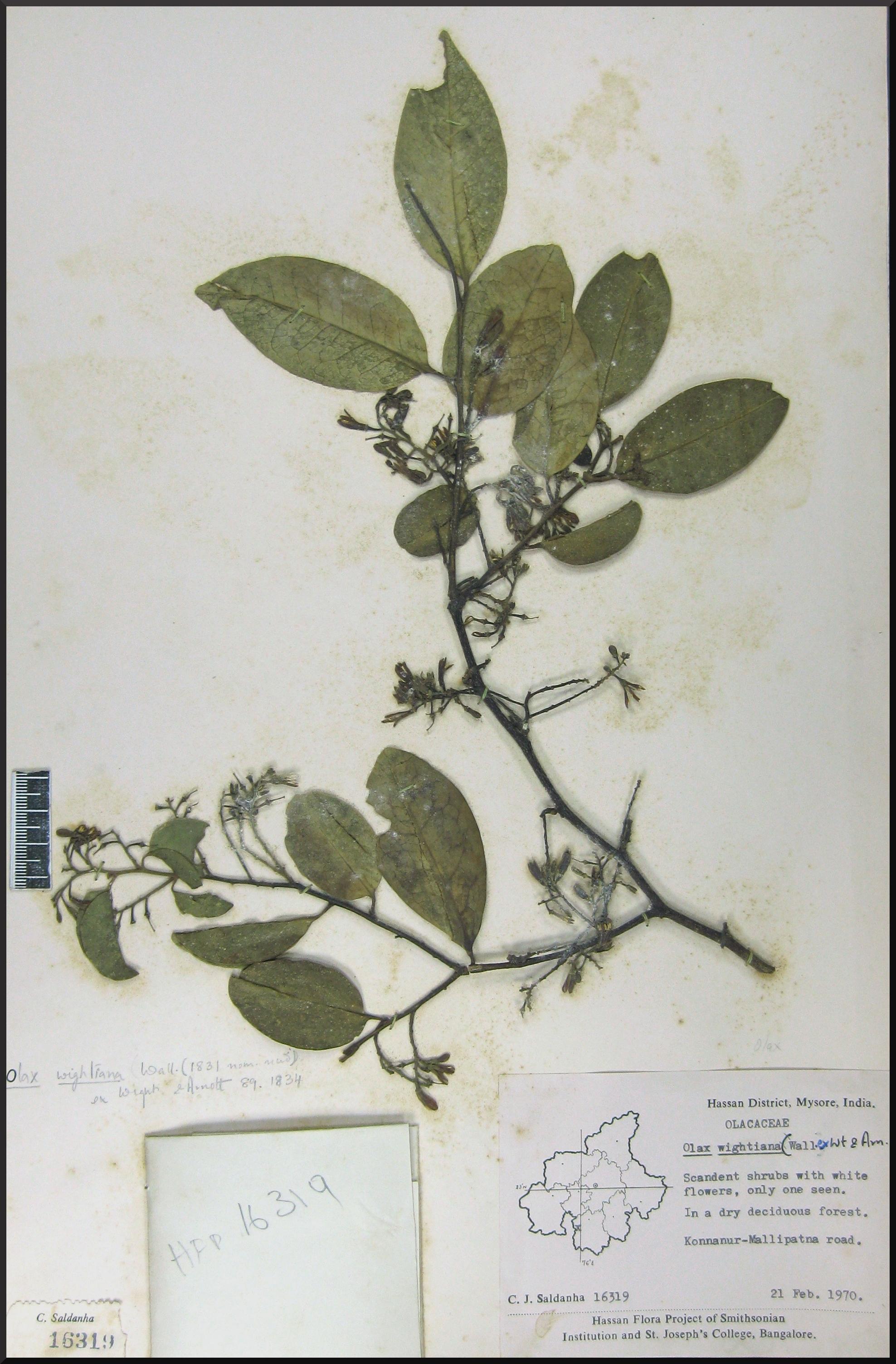 Herbarium JCB