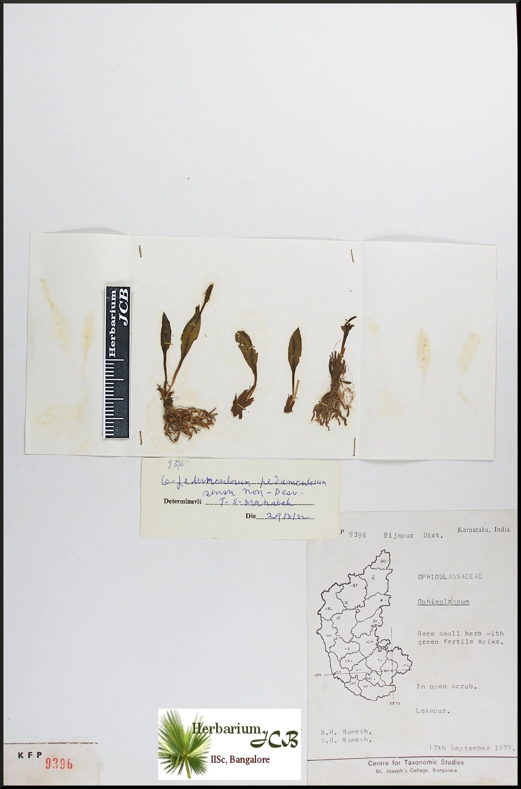 Herbarium JCB