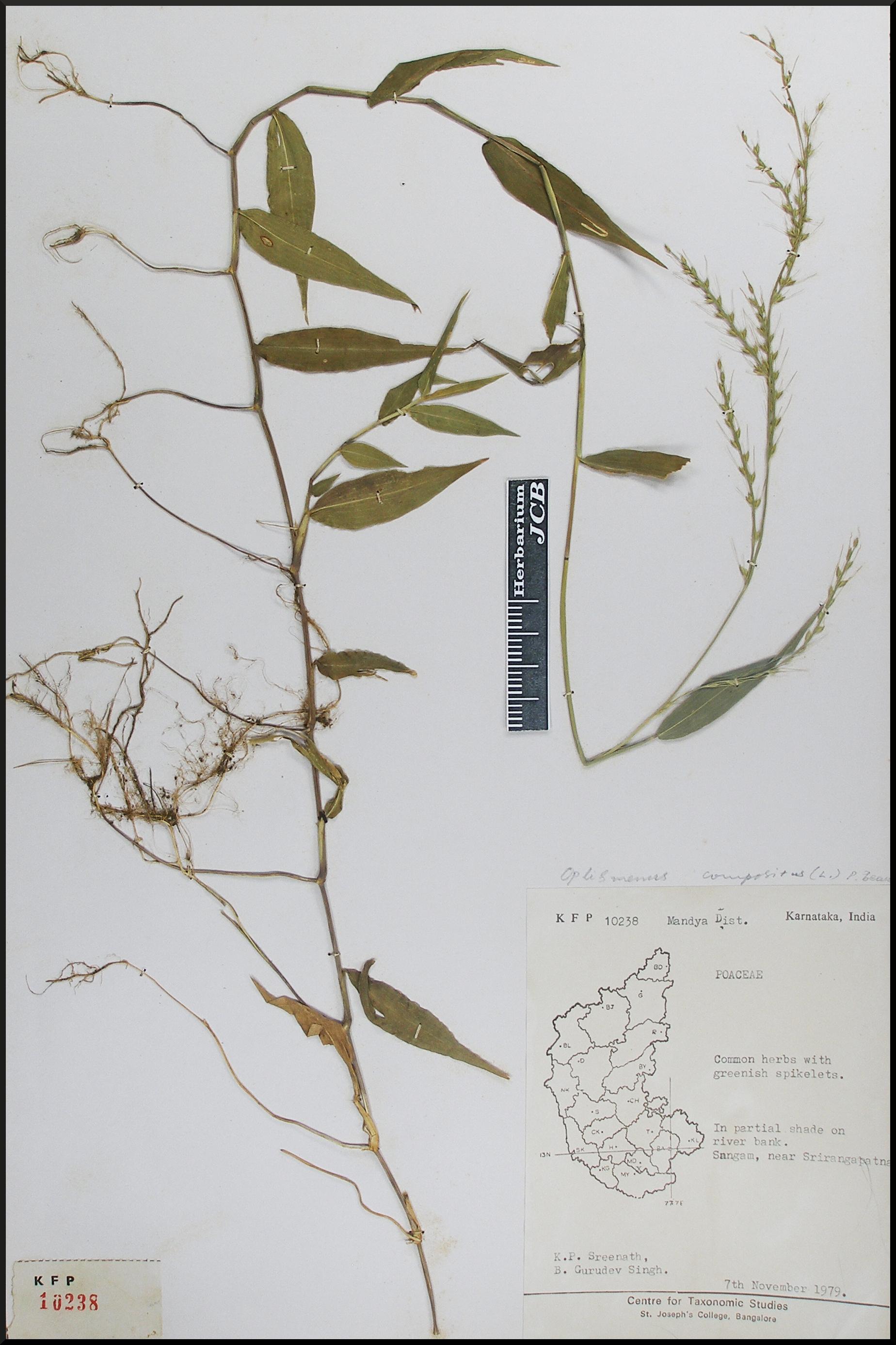 Herbarium JCB