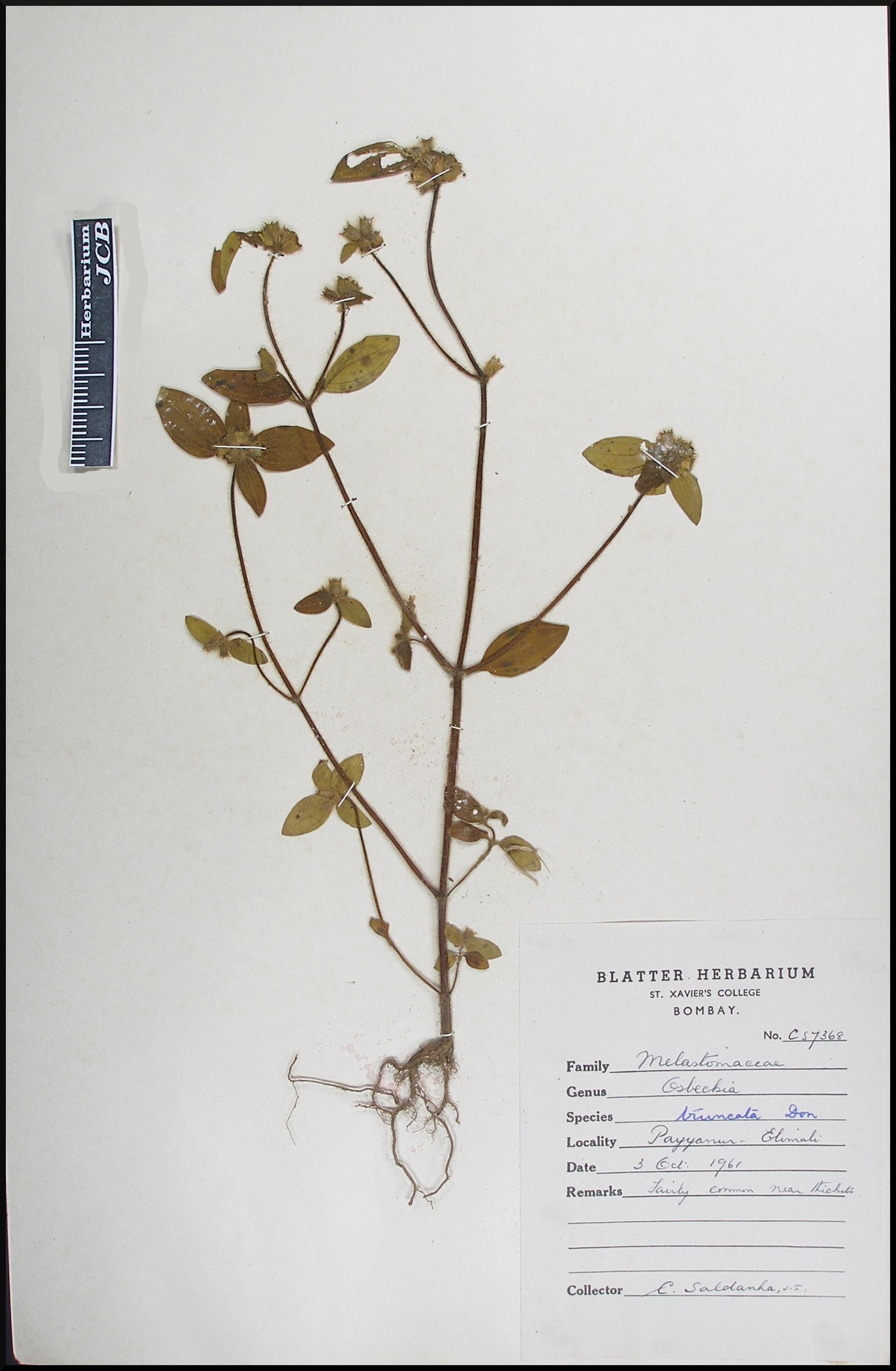 Herbarium JCB
