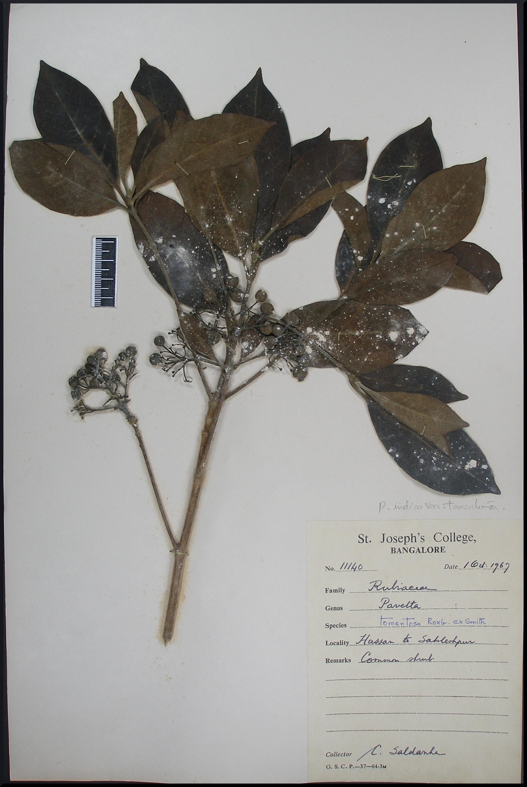 Herbarium JCB