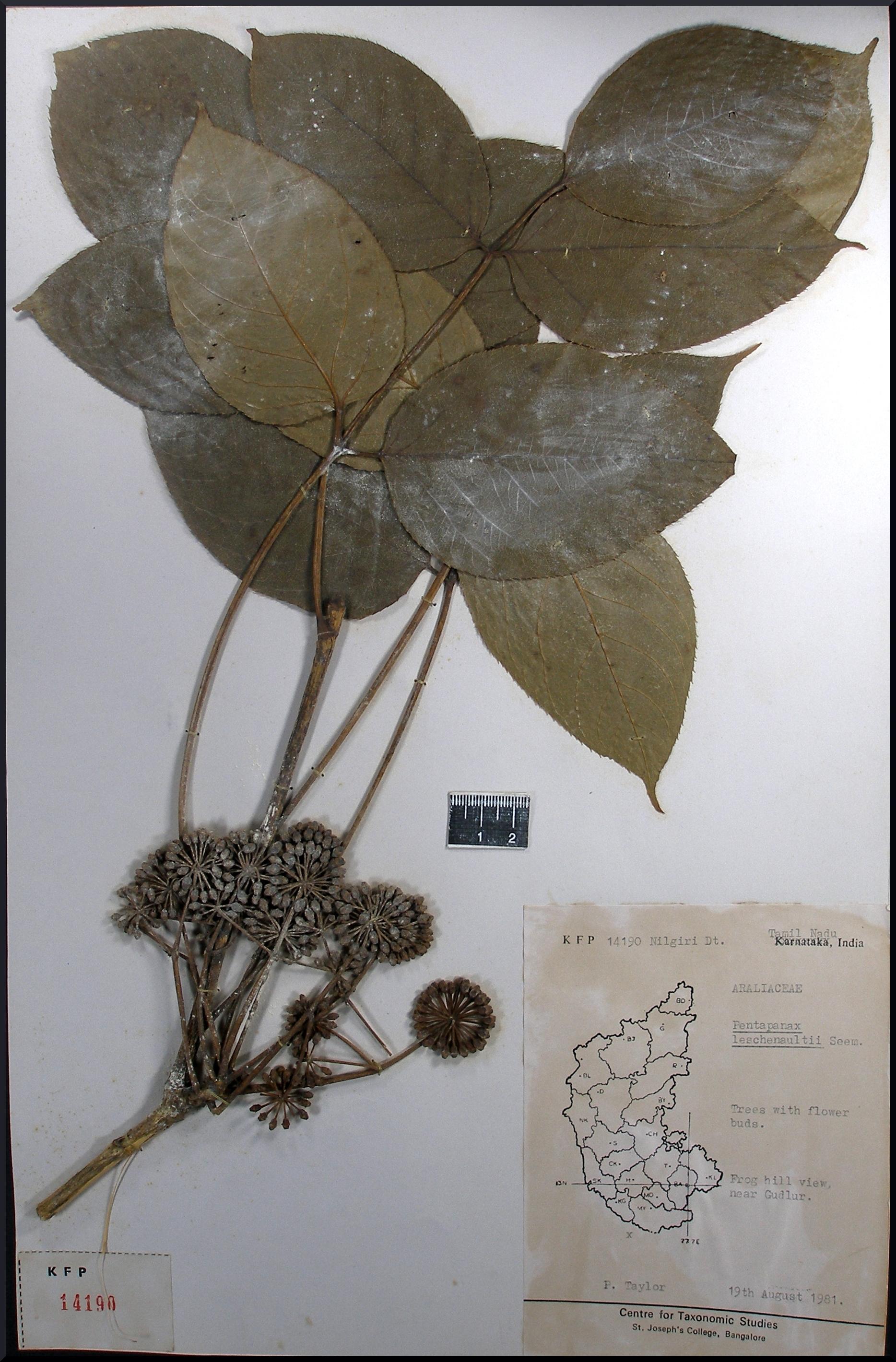 Herbarium JCB