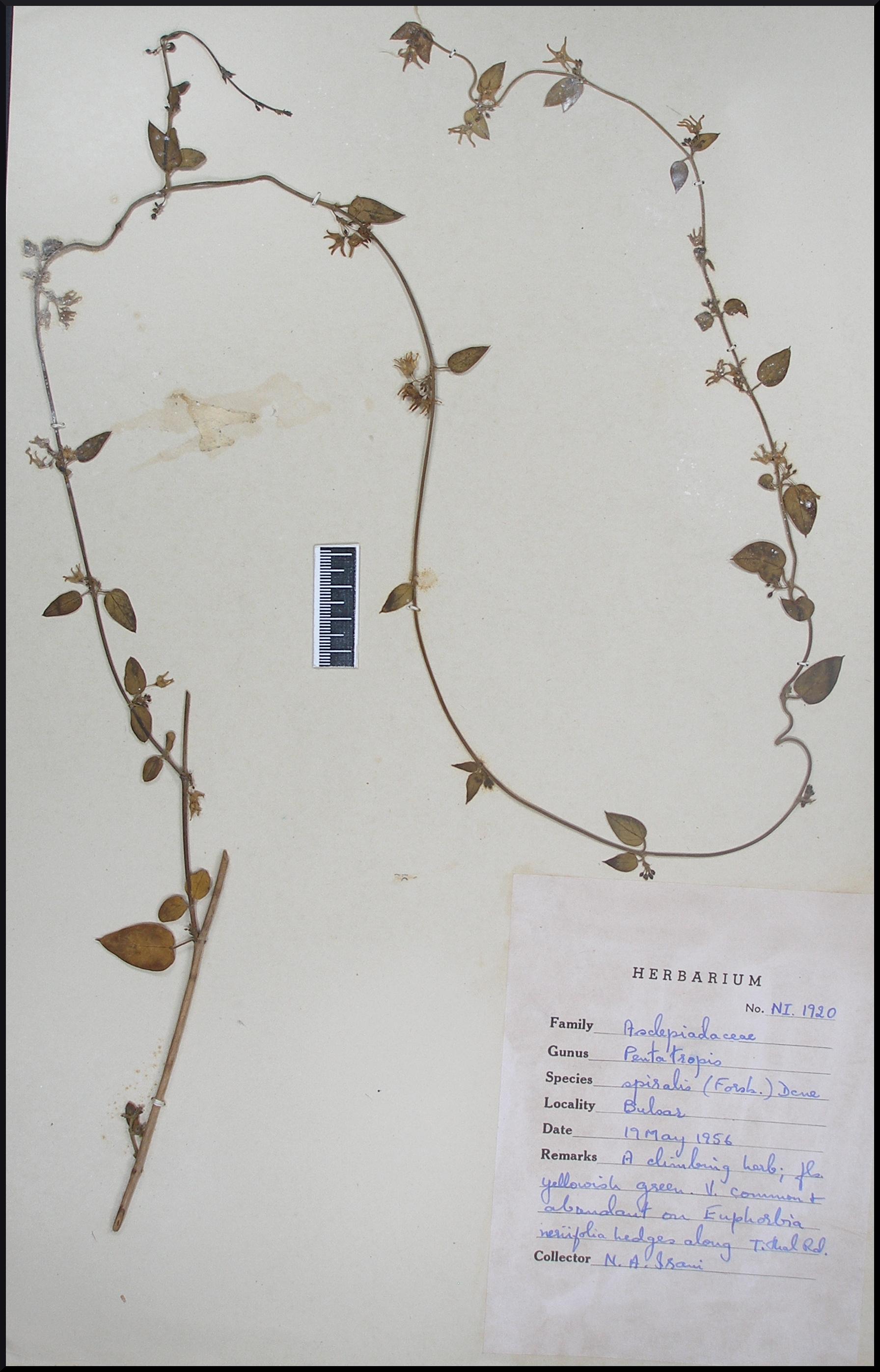 Herbarium JCB
