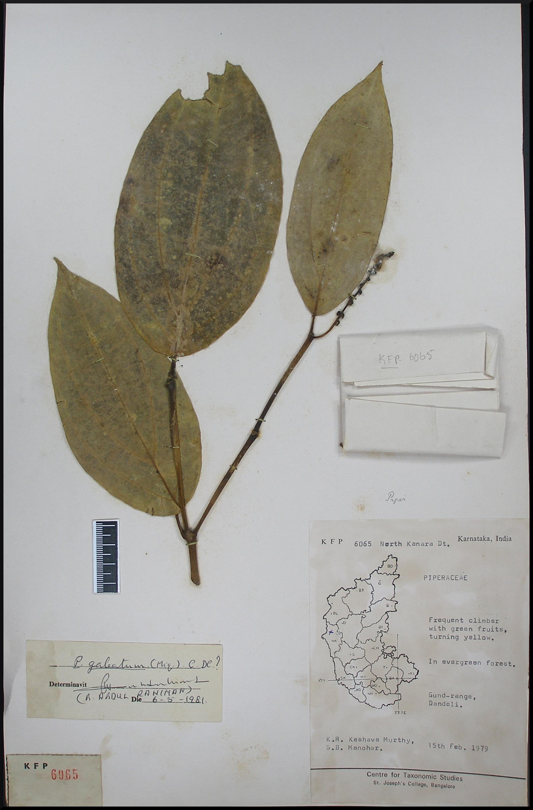 Herbarium JCB