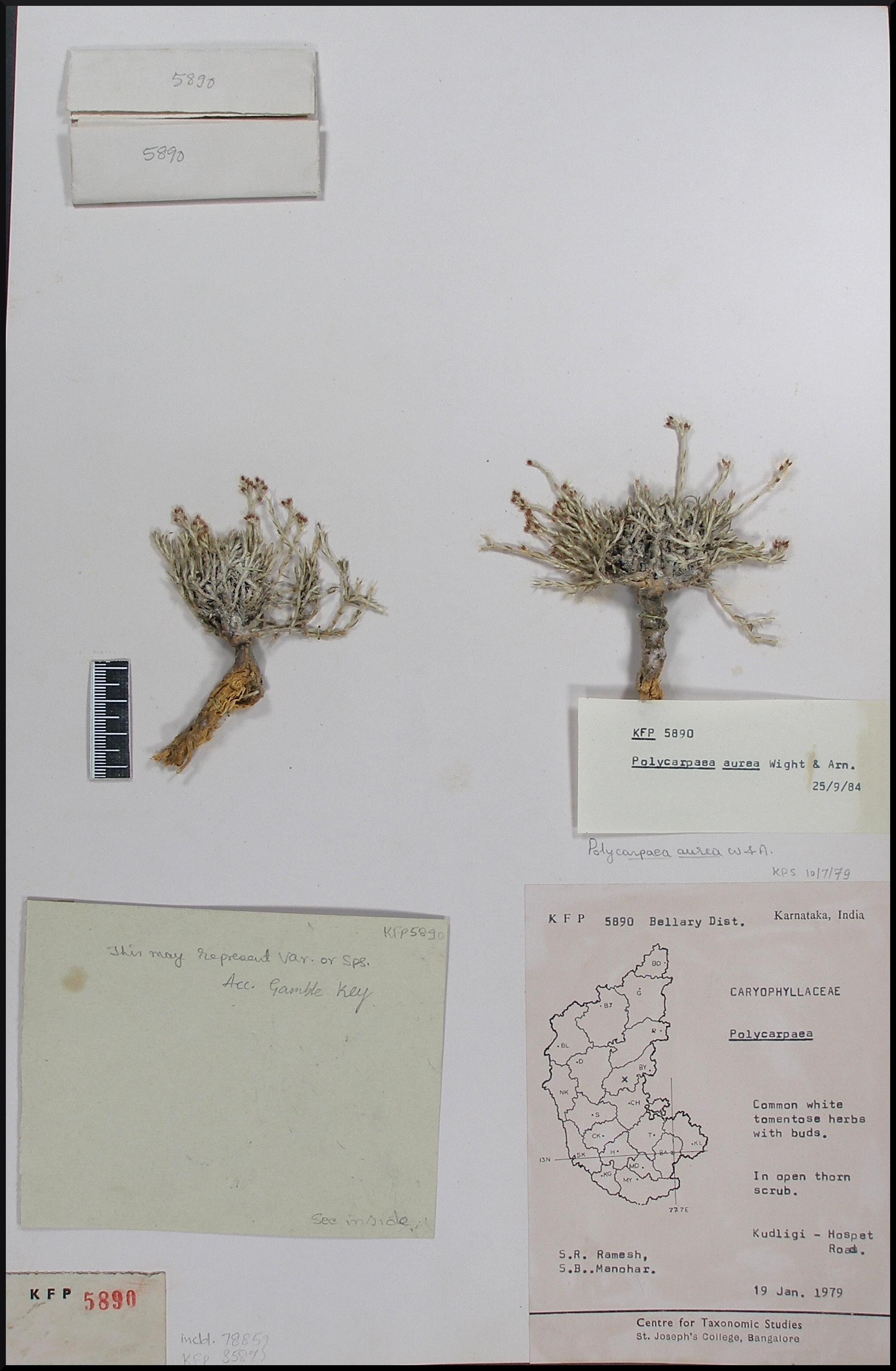 Herbarium JCB