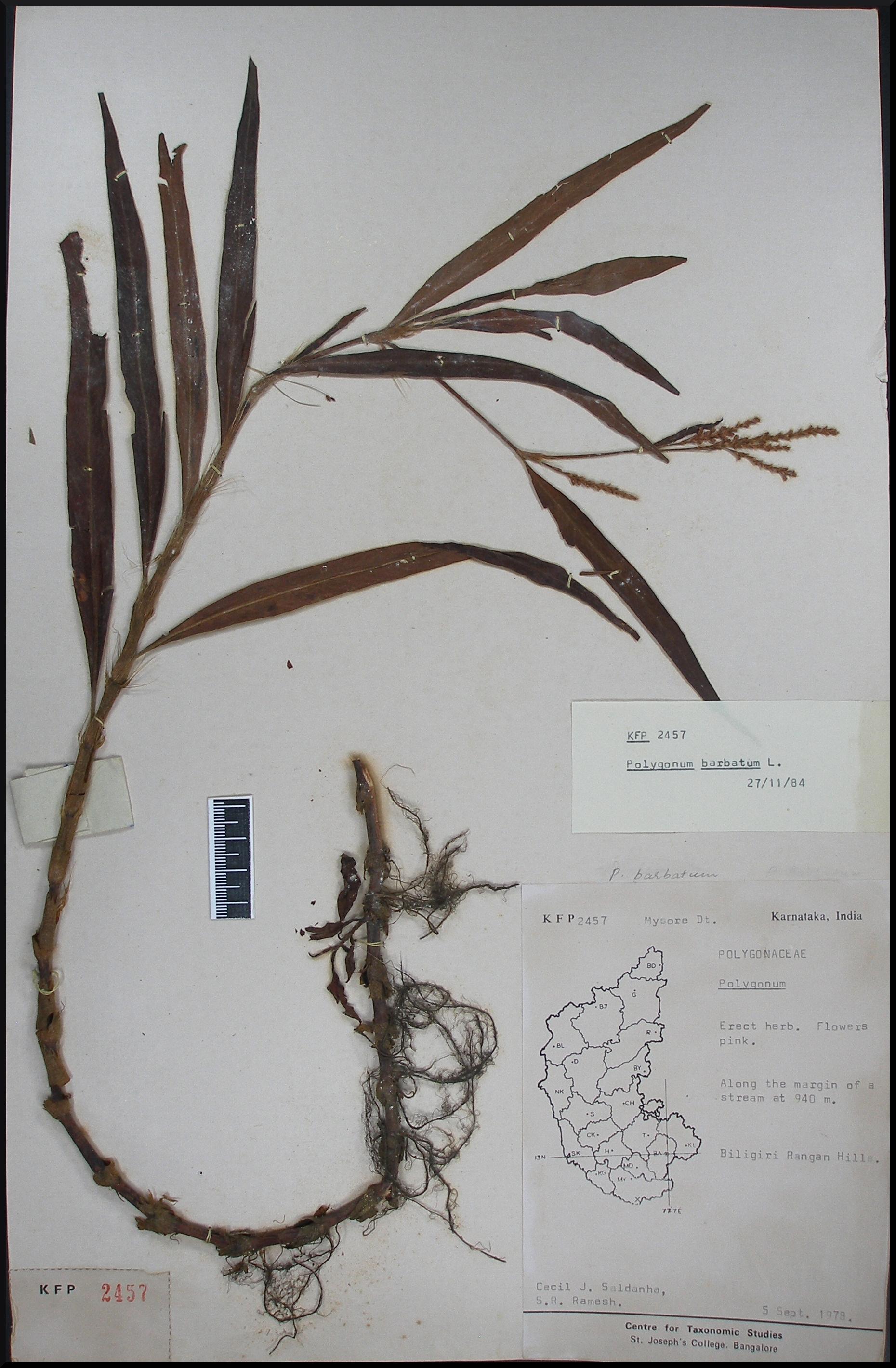 Herbarium JCB