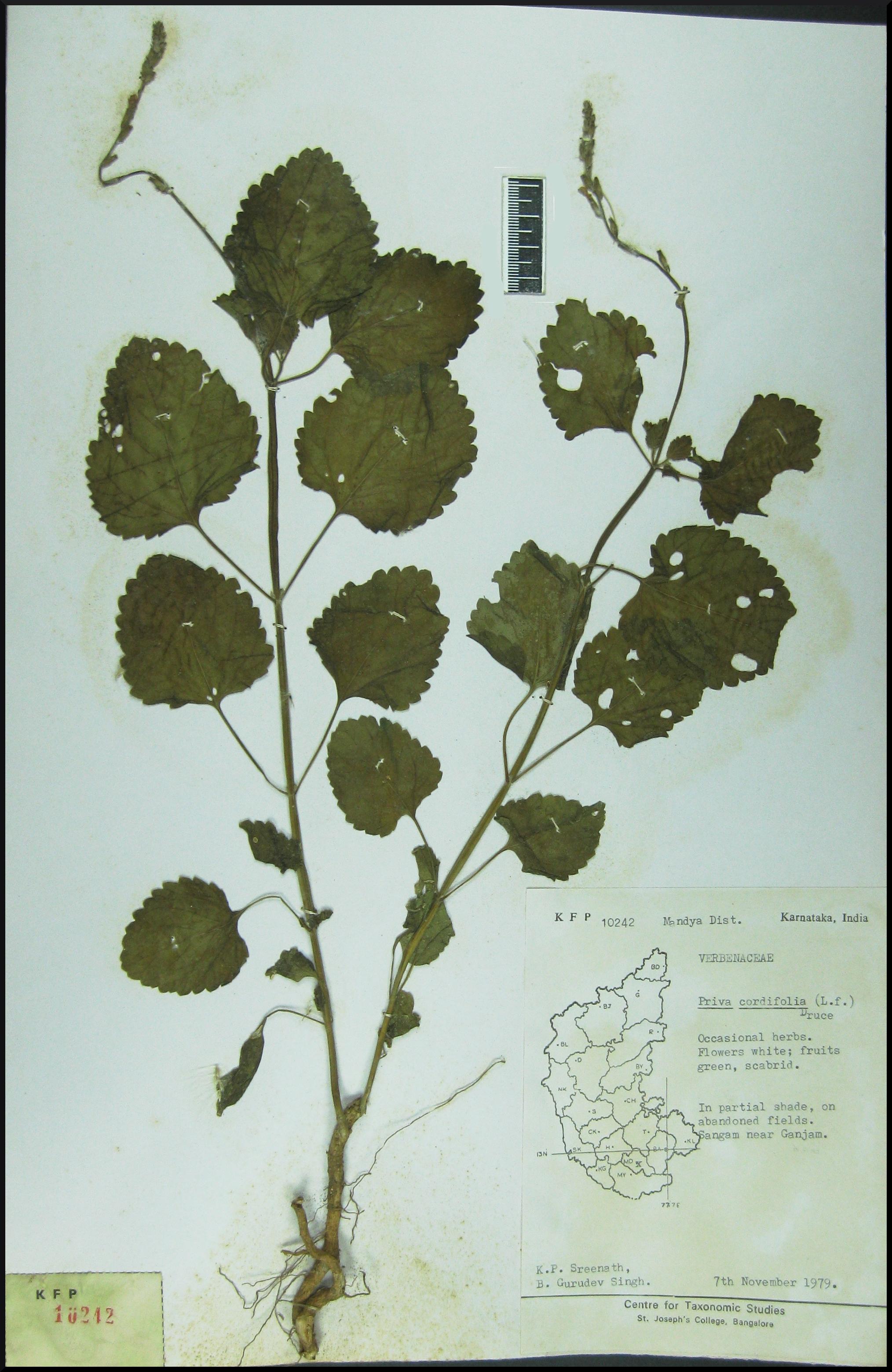 Herbarium JCB