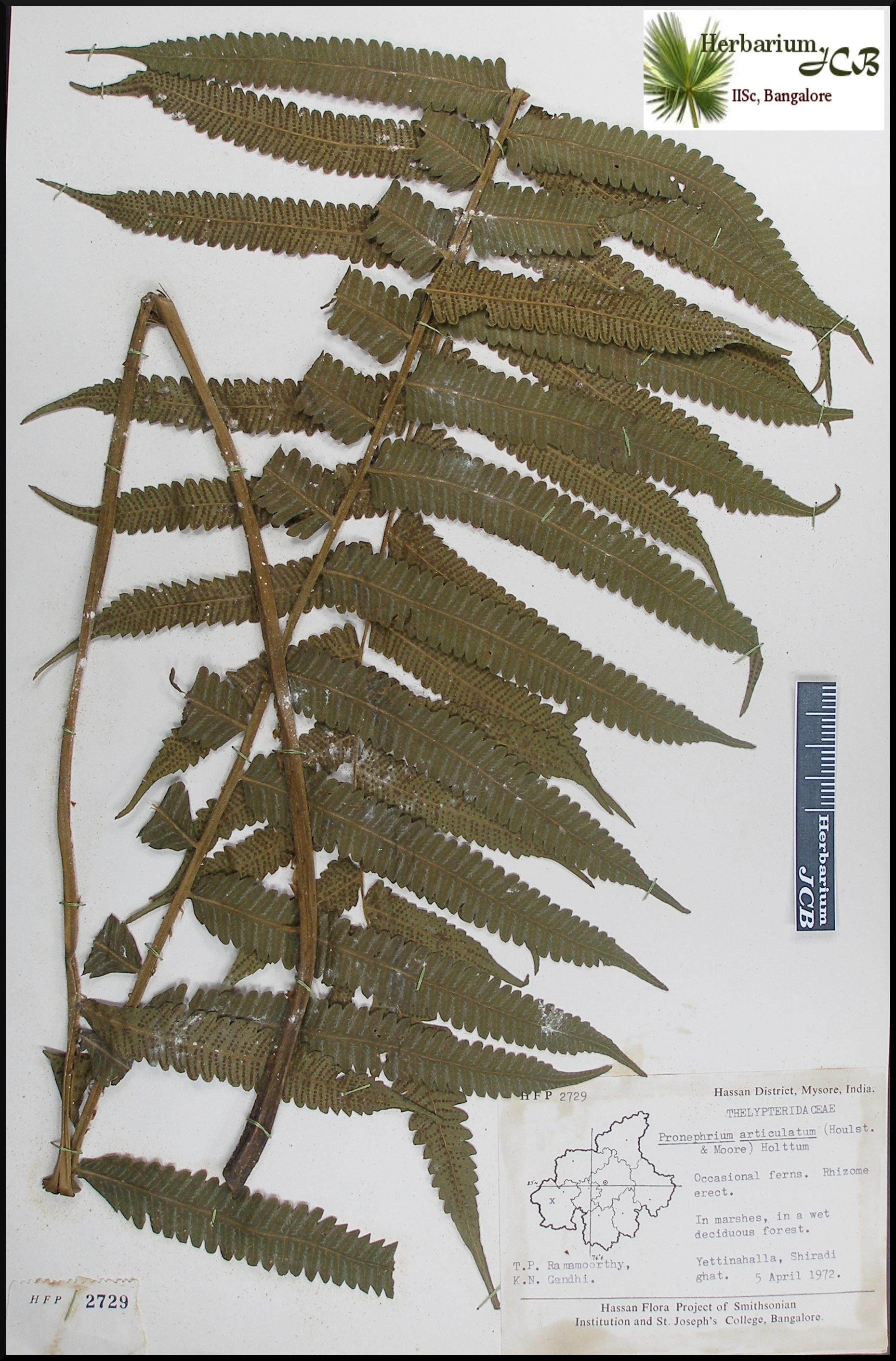 Herbarium JCB