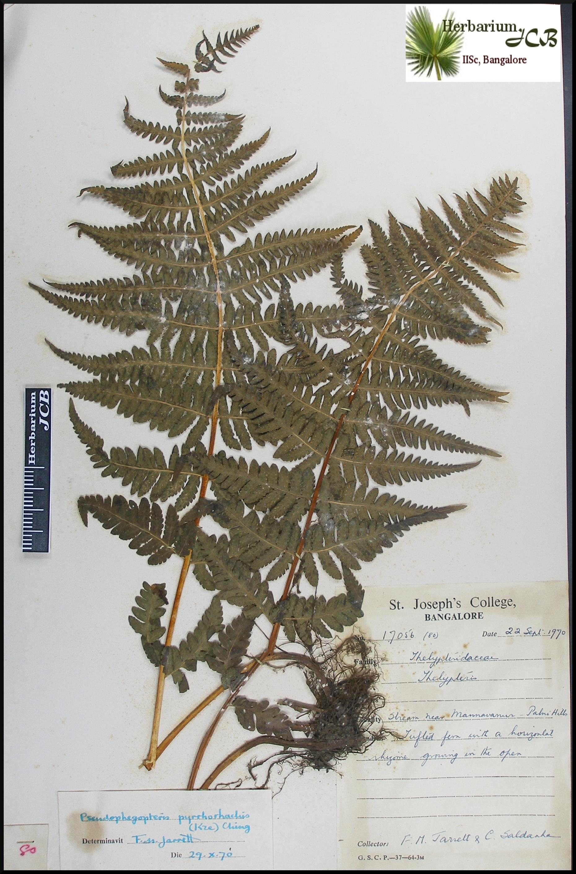 Herbarium JCB