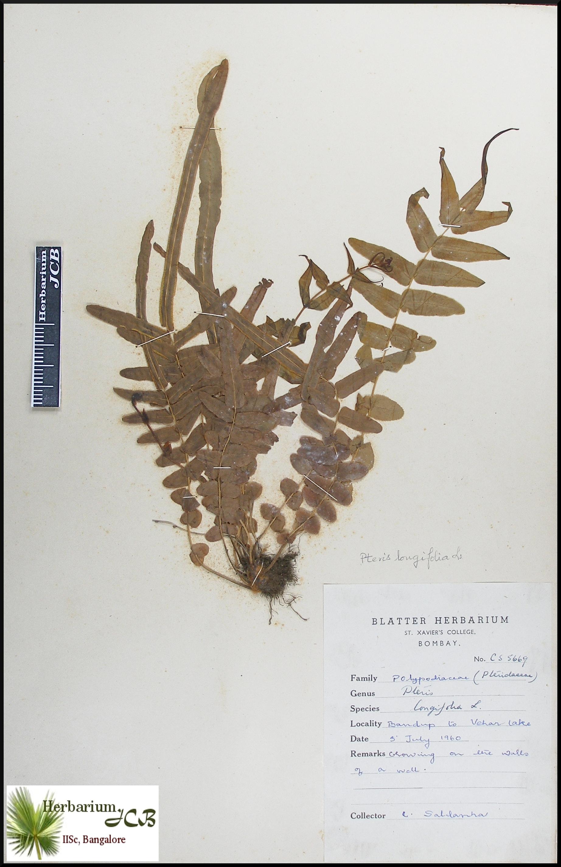 Herbarium JCB