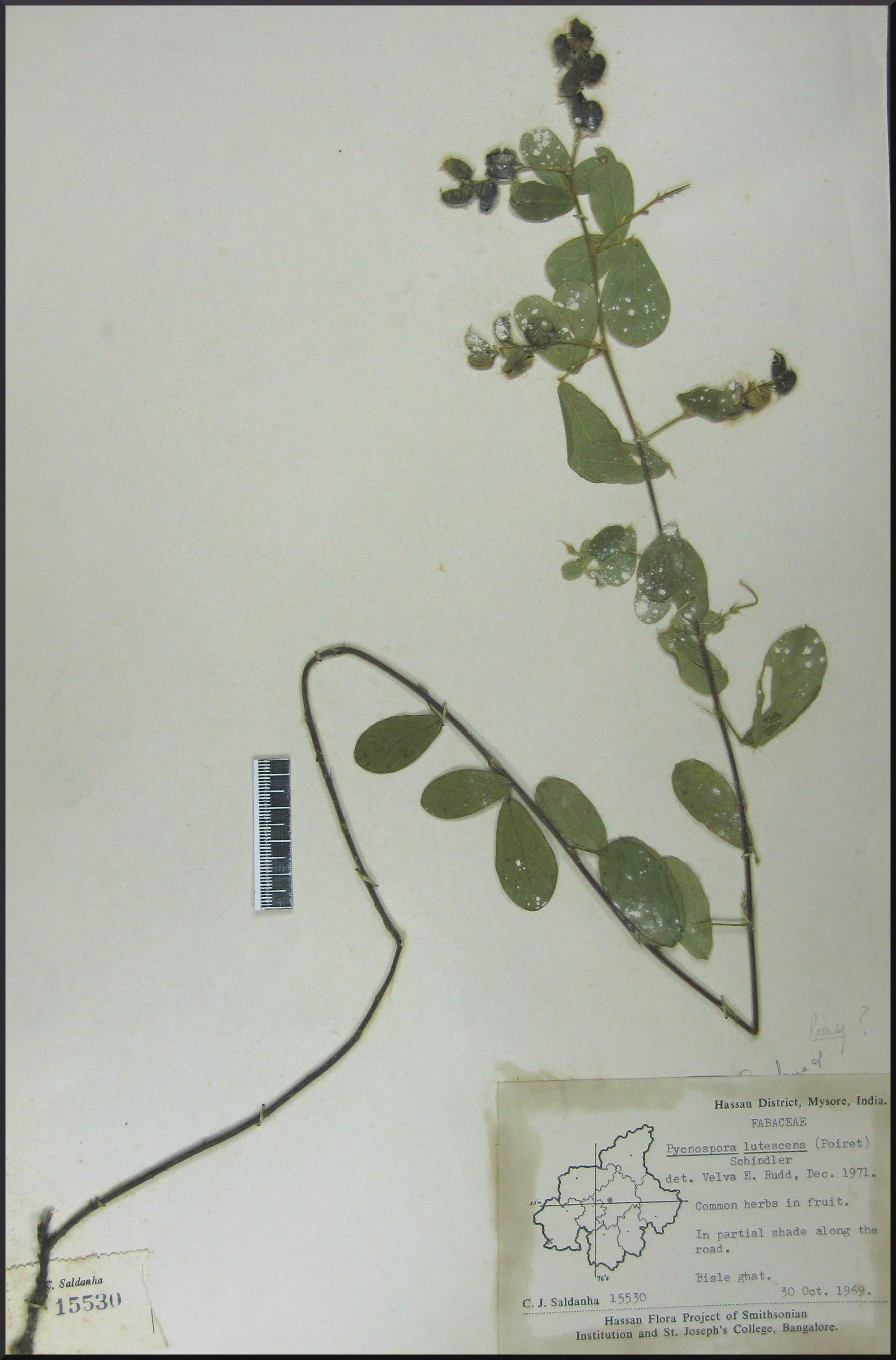 Herbarium JCB