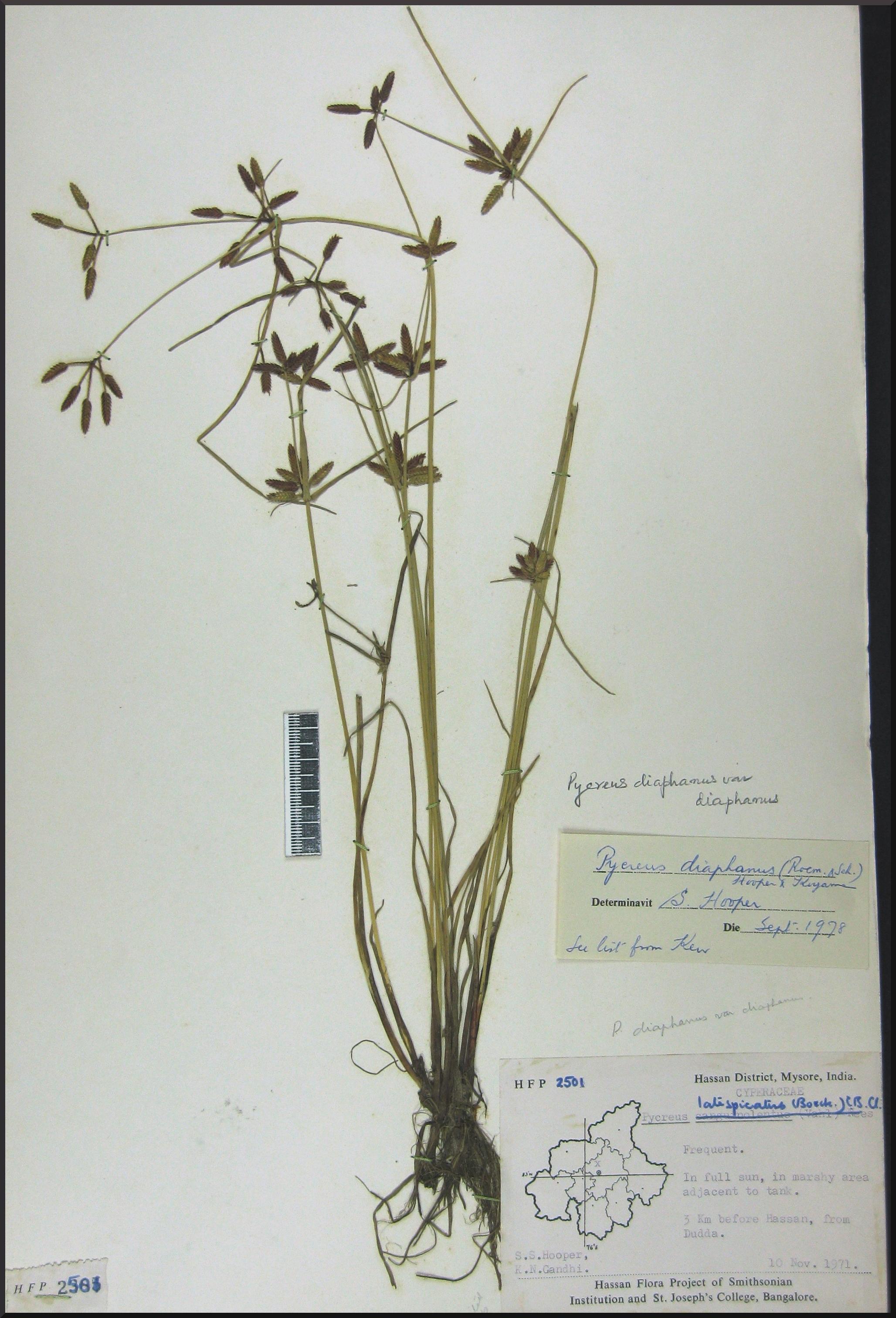 Herbarium JCB