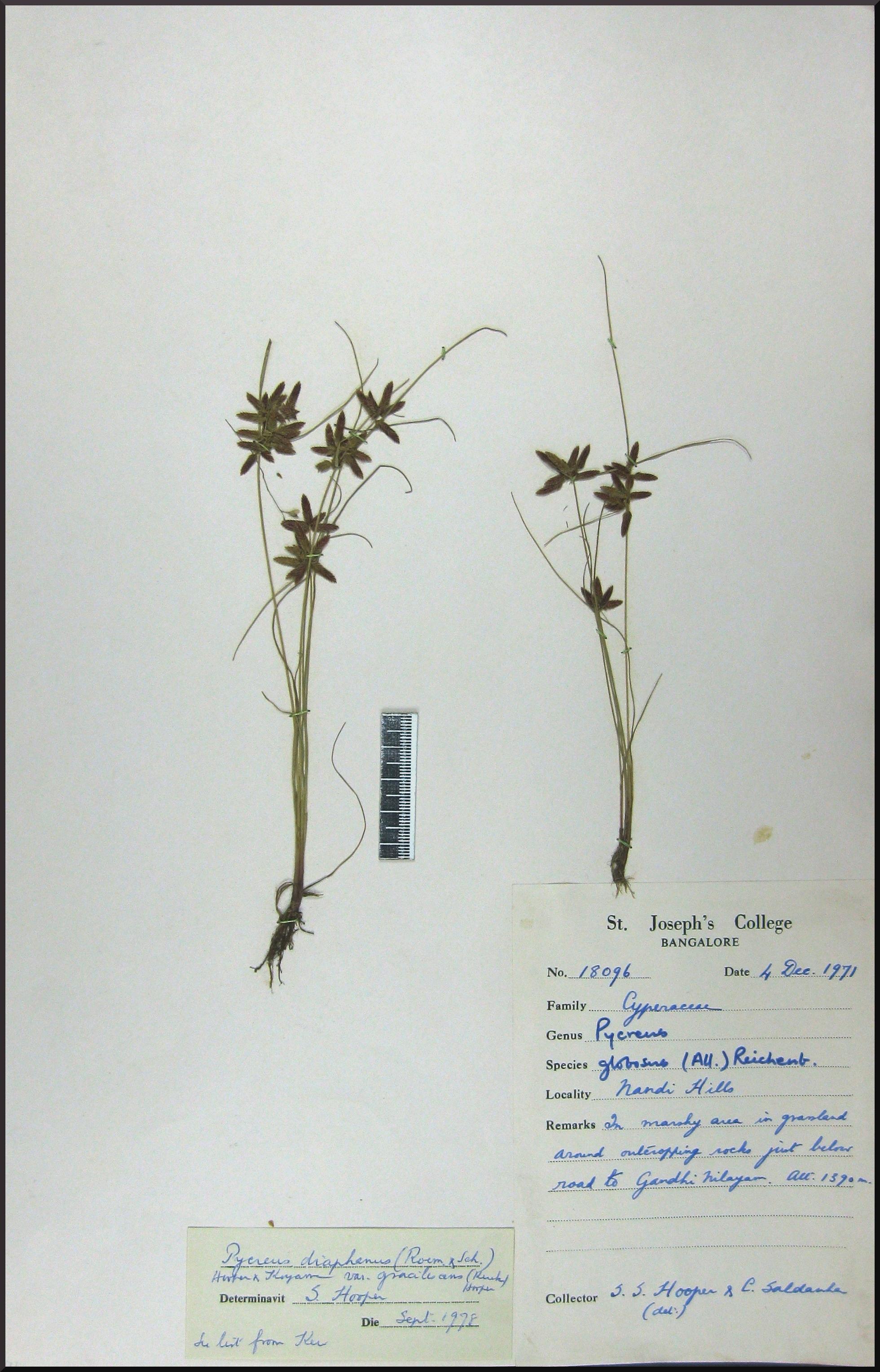 Herbarium JCB