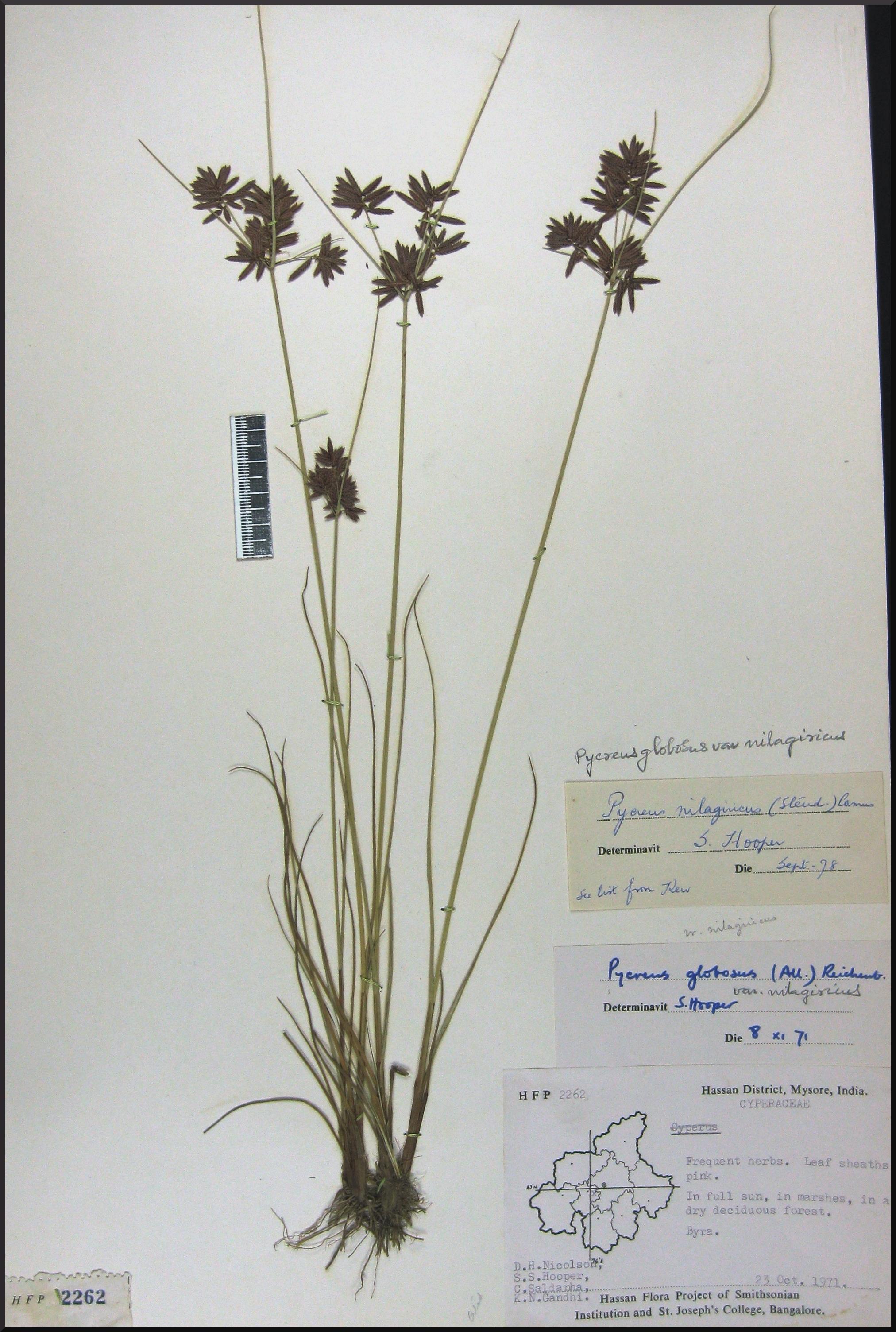 Herbarium JCB