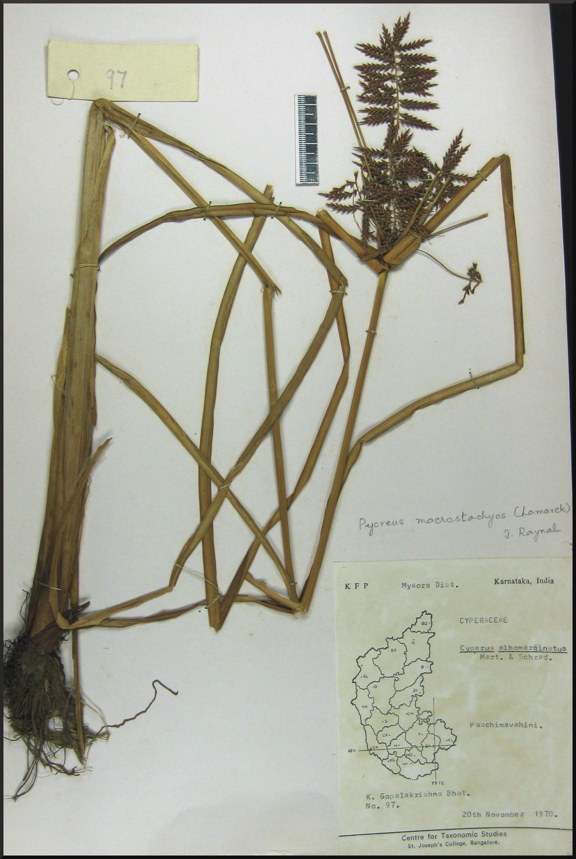 Herbarium JCB