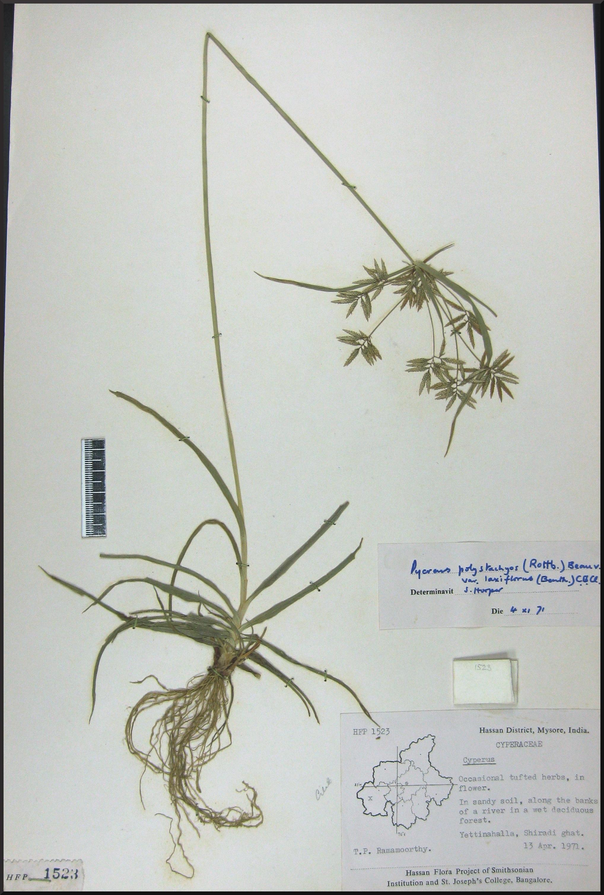 Herbarium JCB