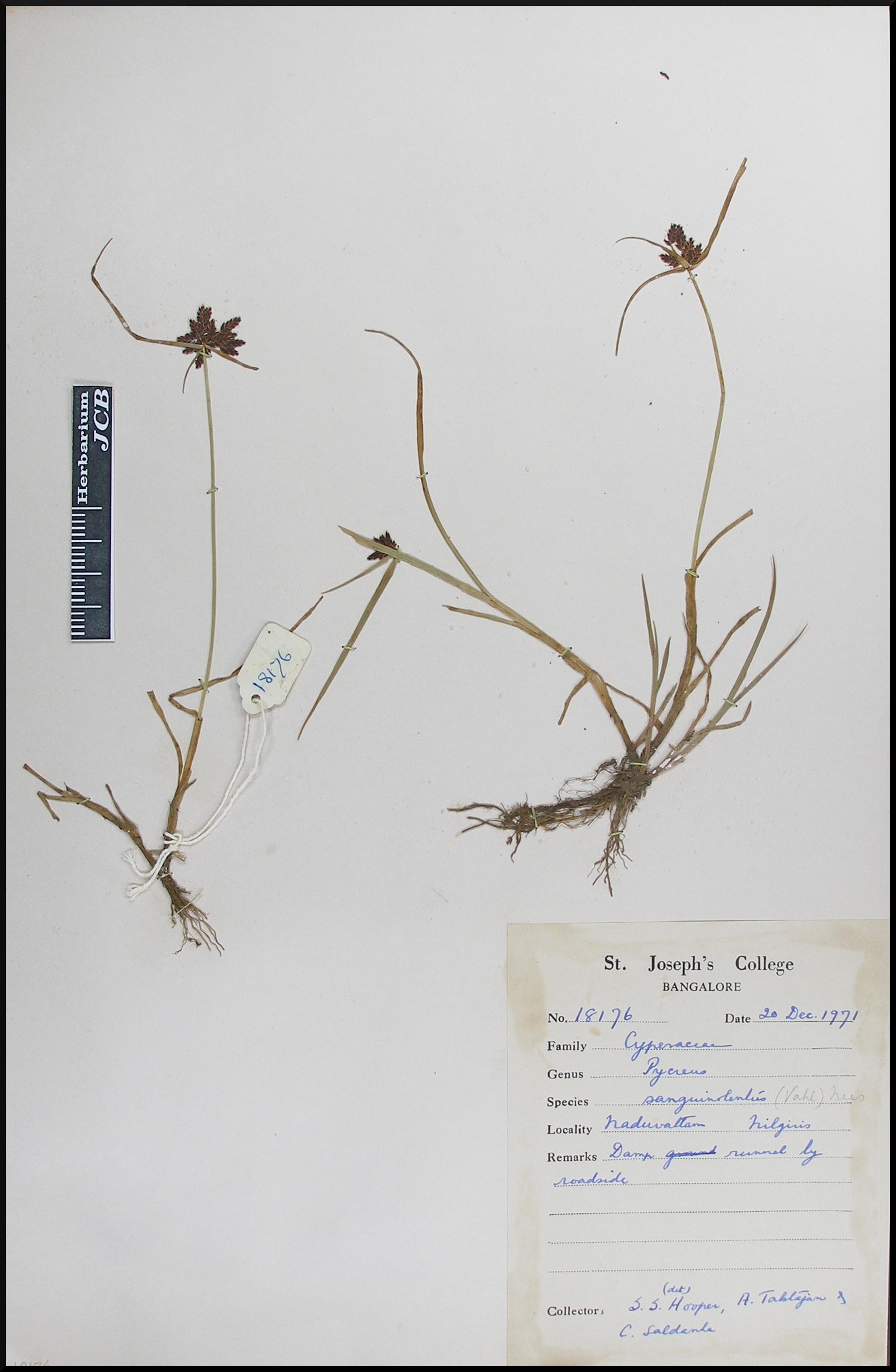 Herbarium JCB