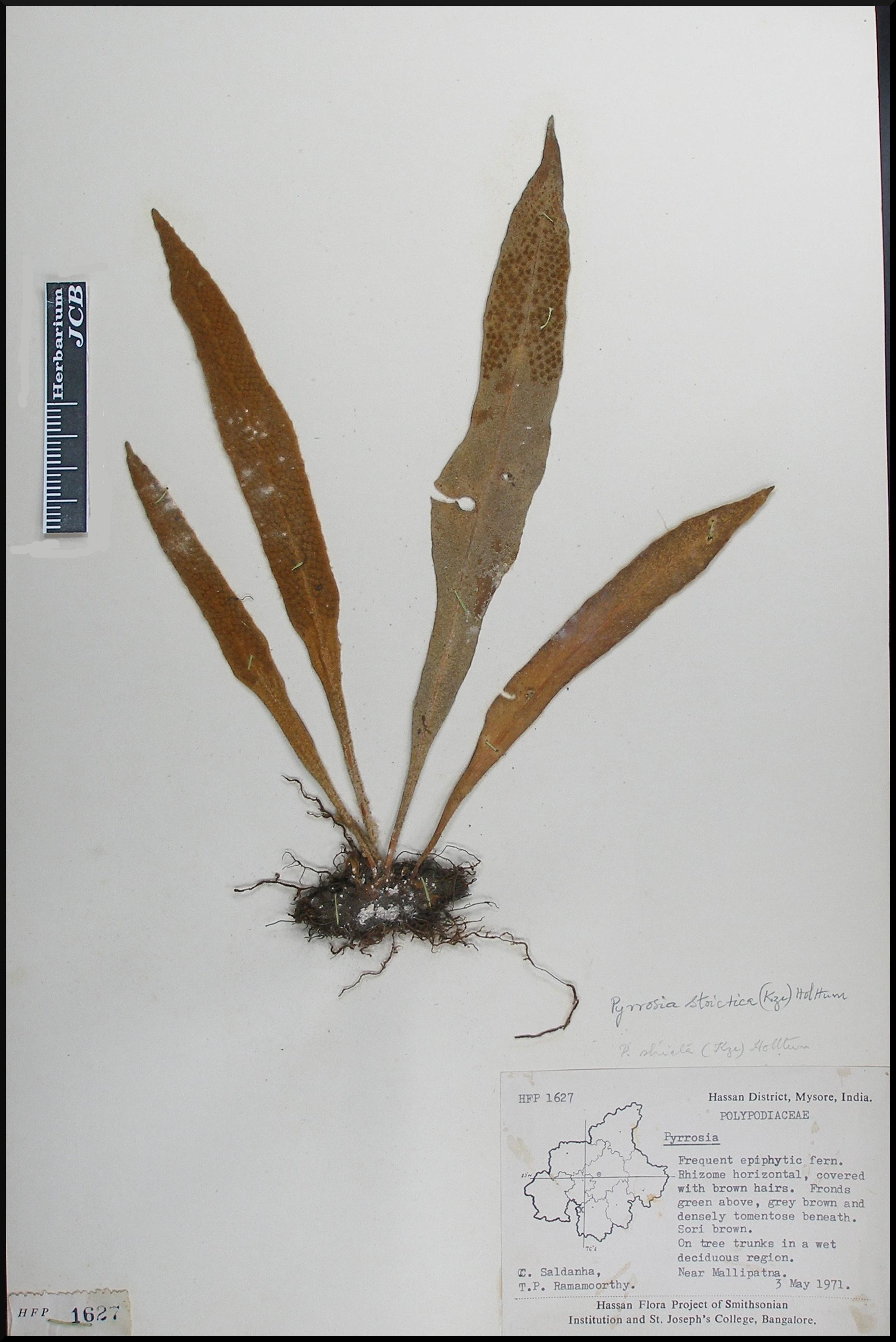 Herbarium JCB