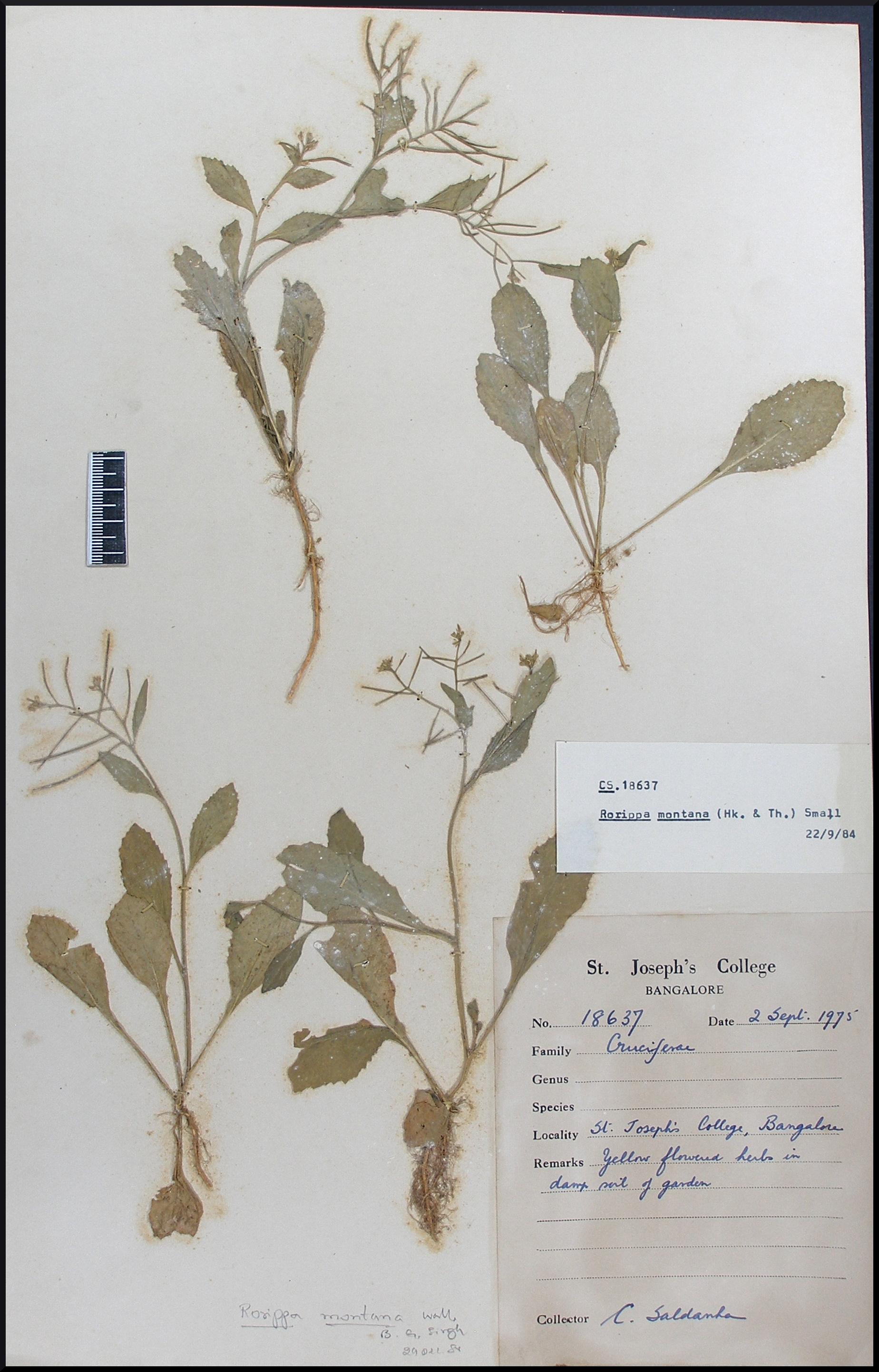 Herbarium JCB