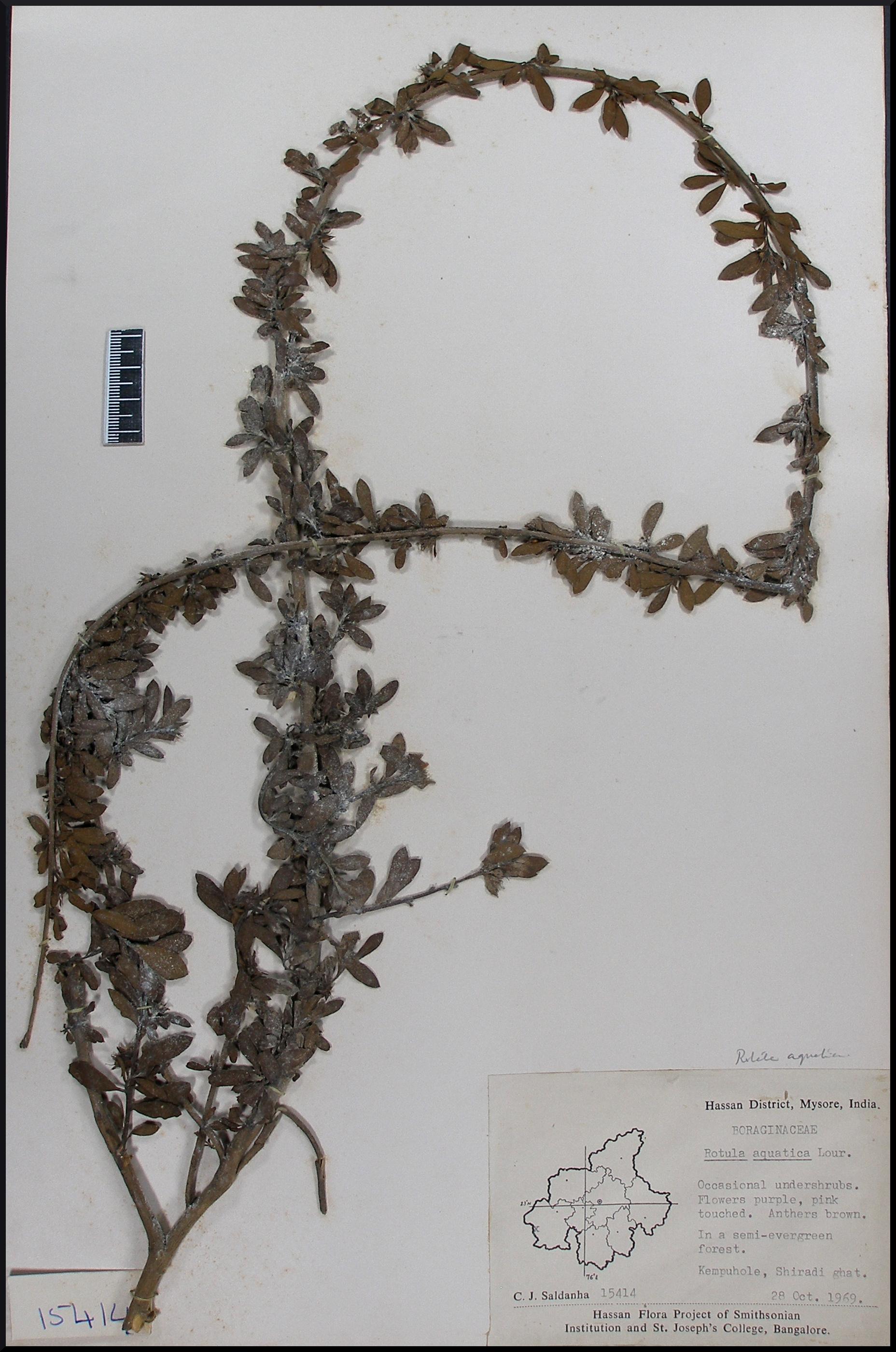 Herbarium JCB