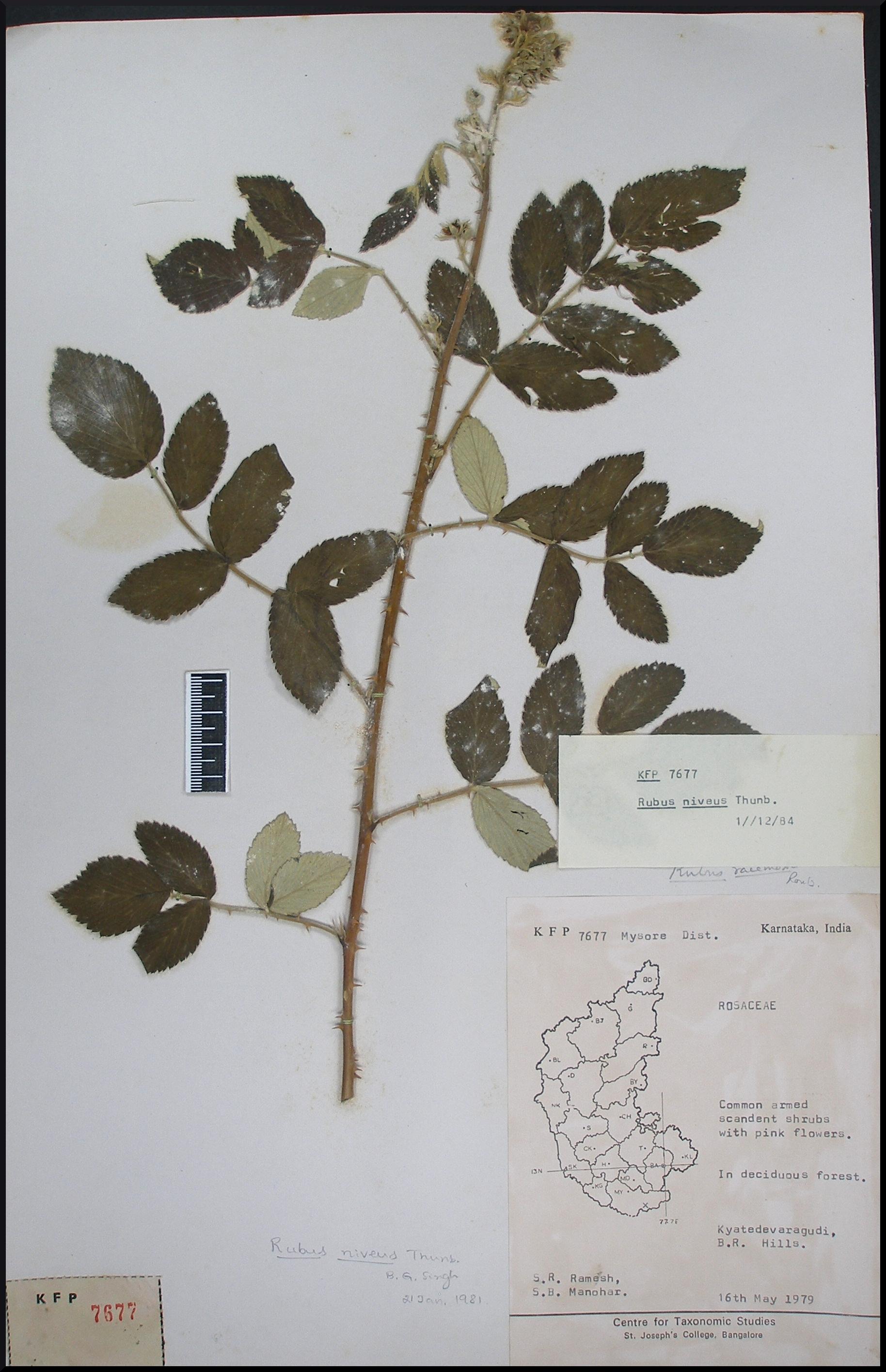 Herbarium JCB