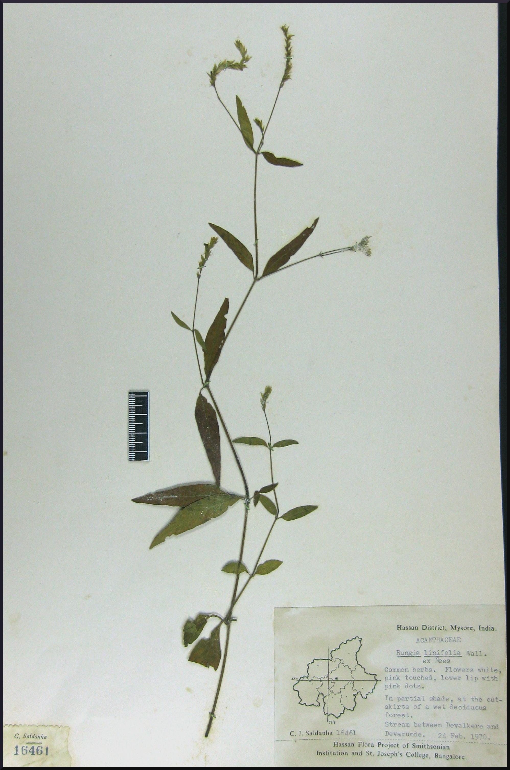 Herbarium JCB