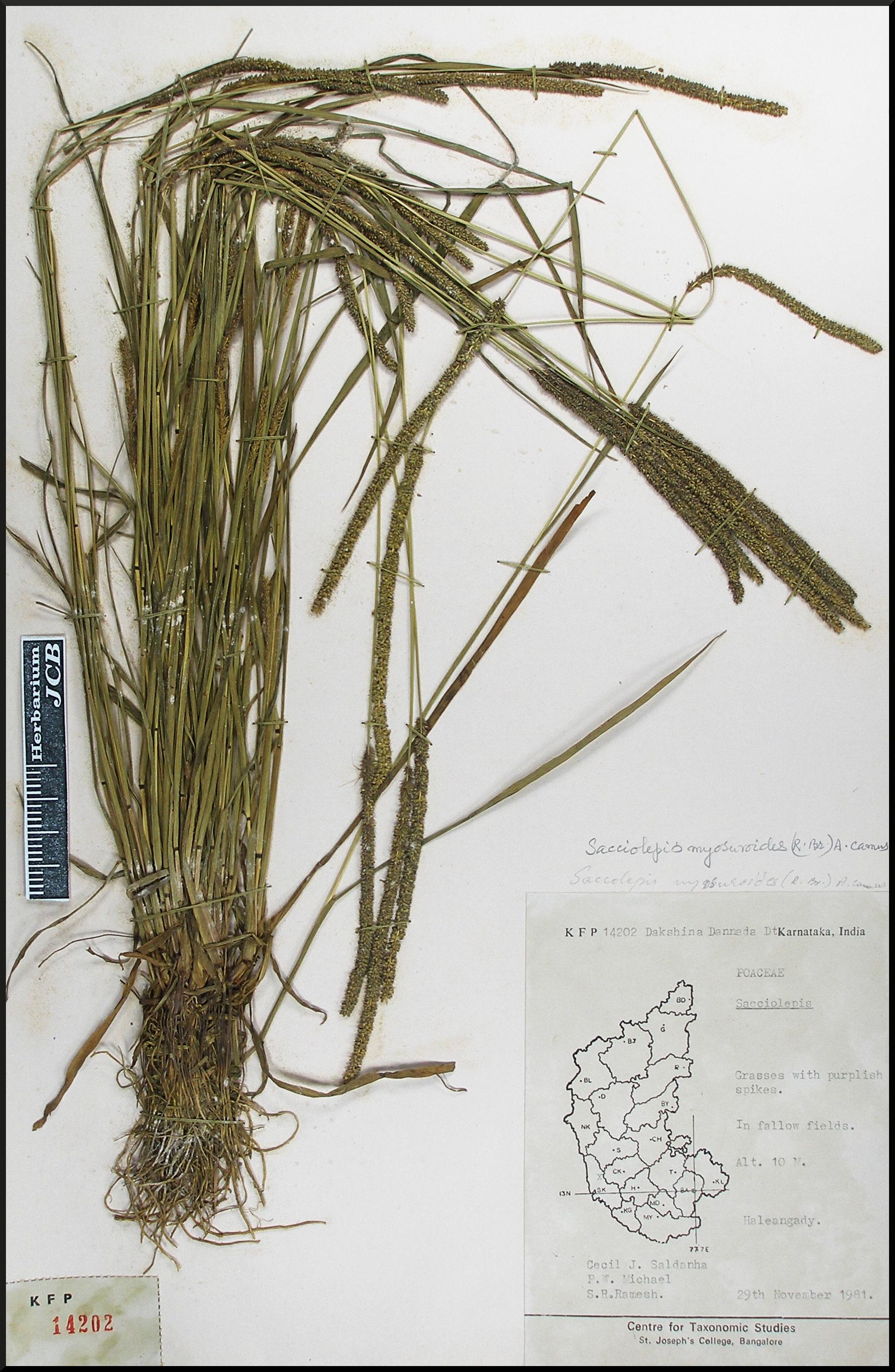 Herbarium JCB