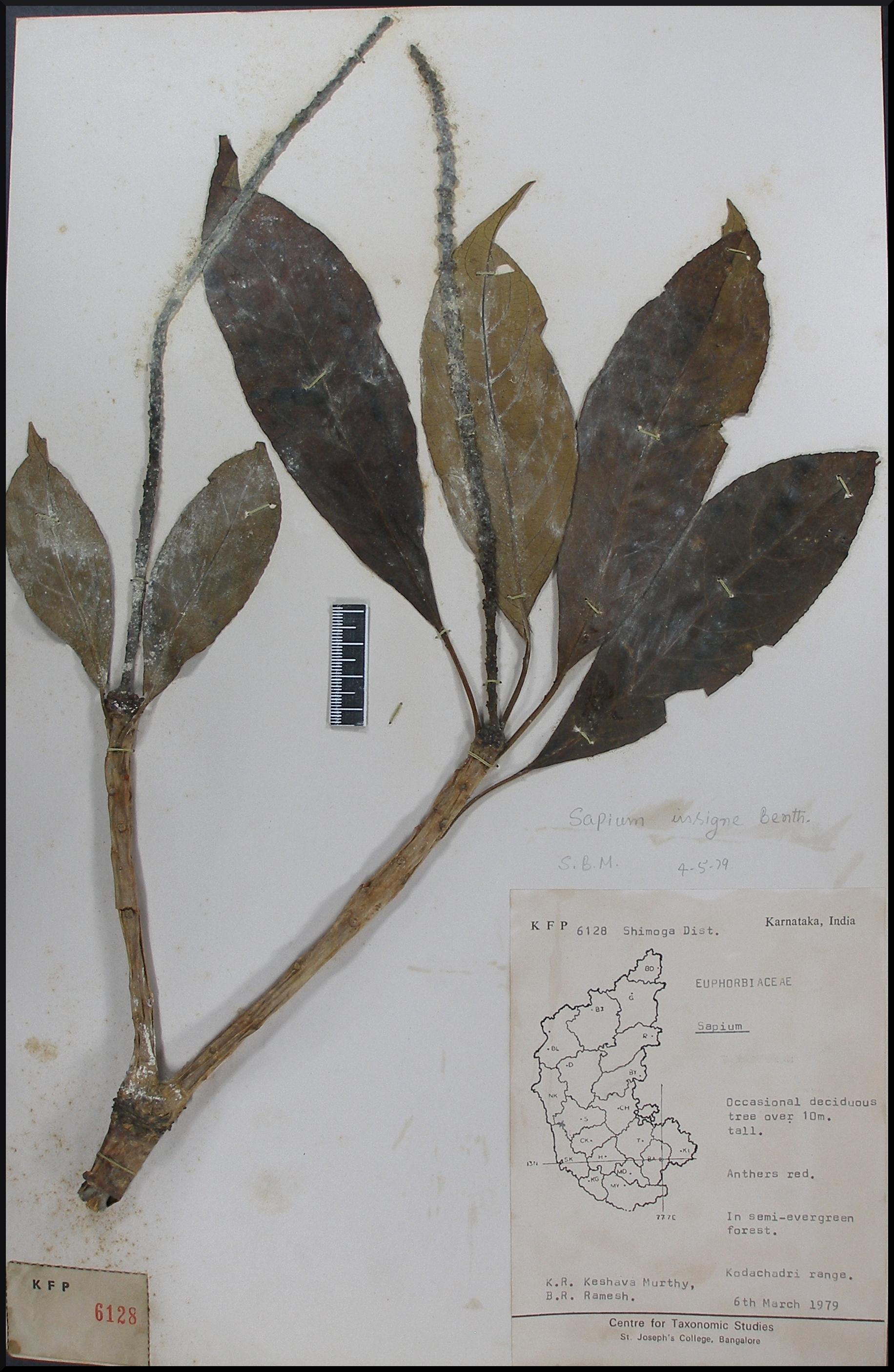 Herbarium JCB