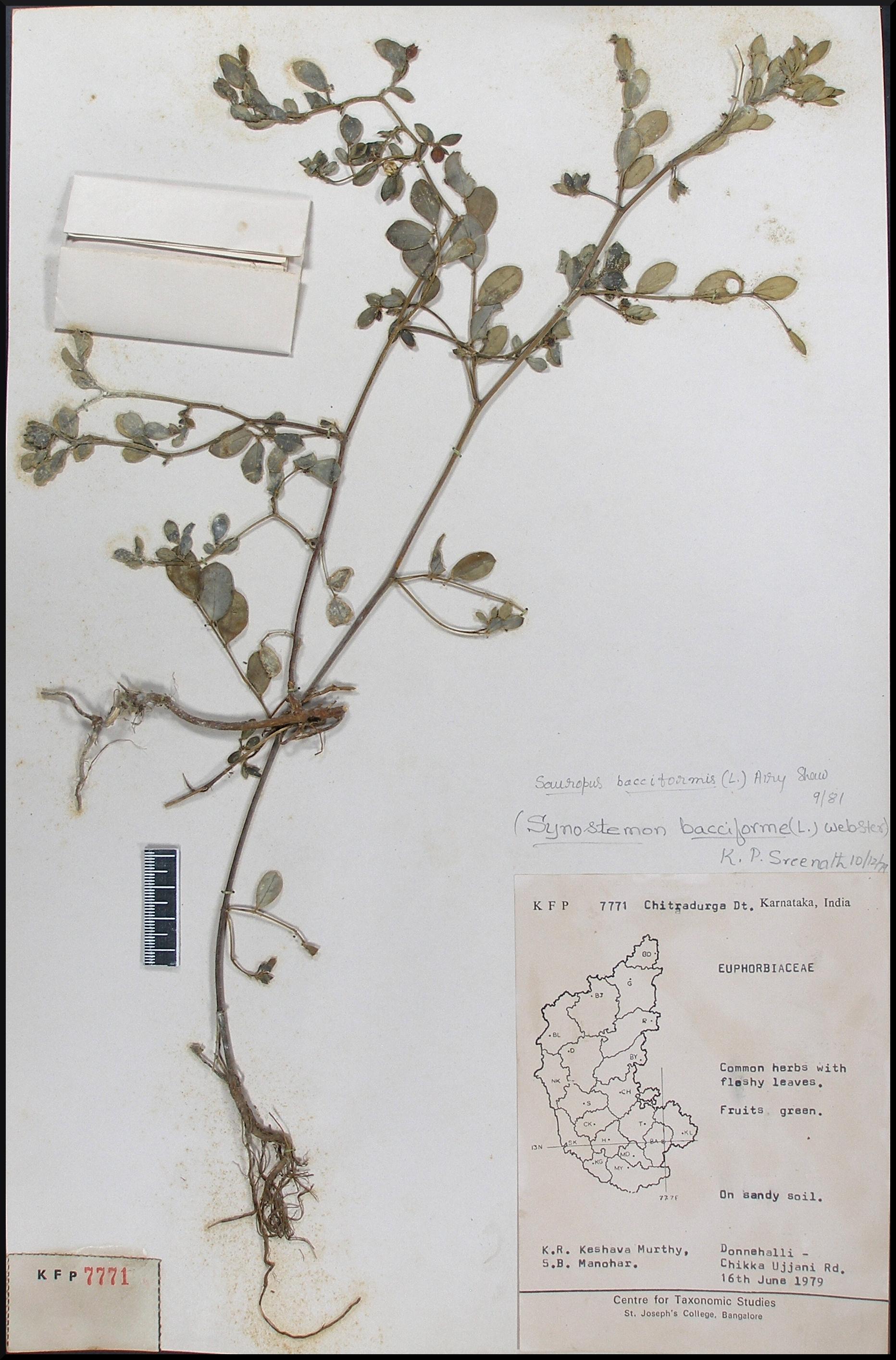 Herbarium JCB