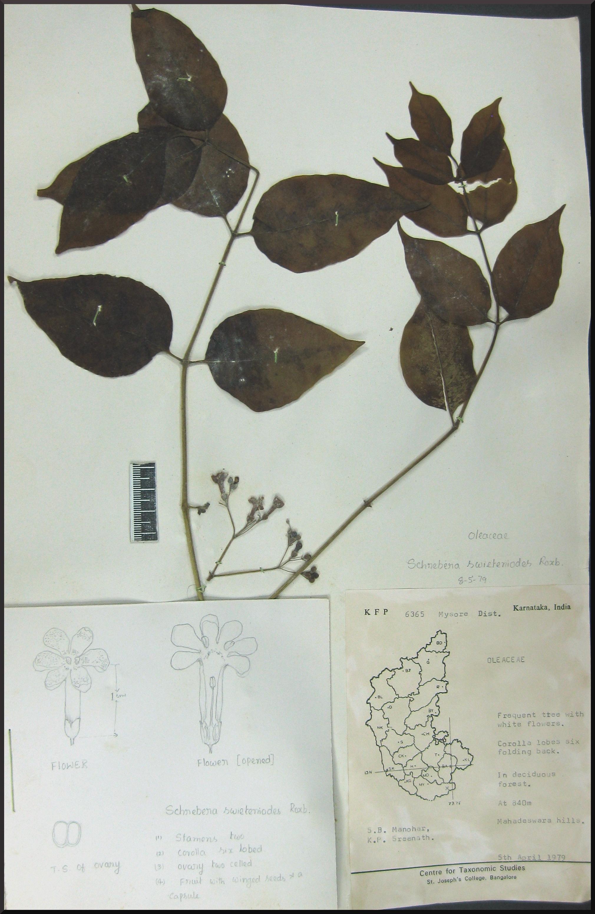 Herbarium JCB