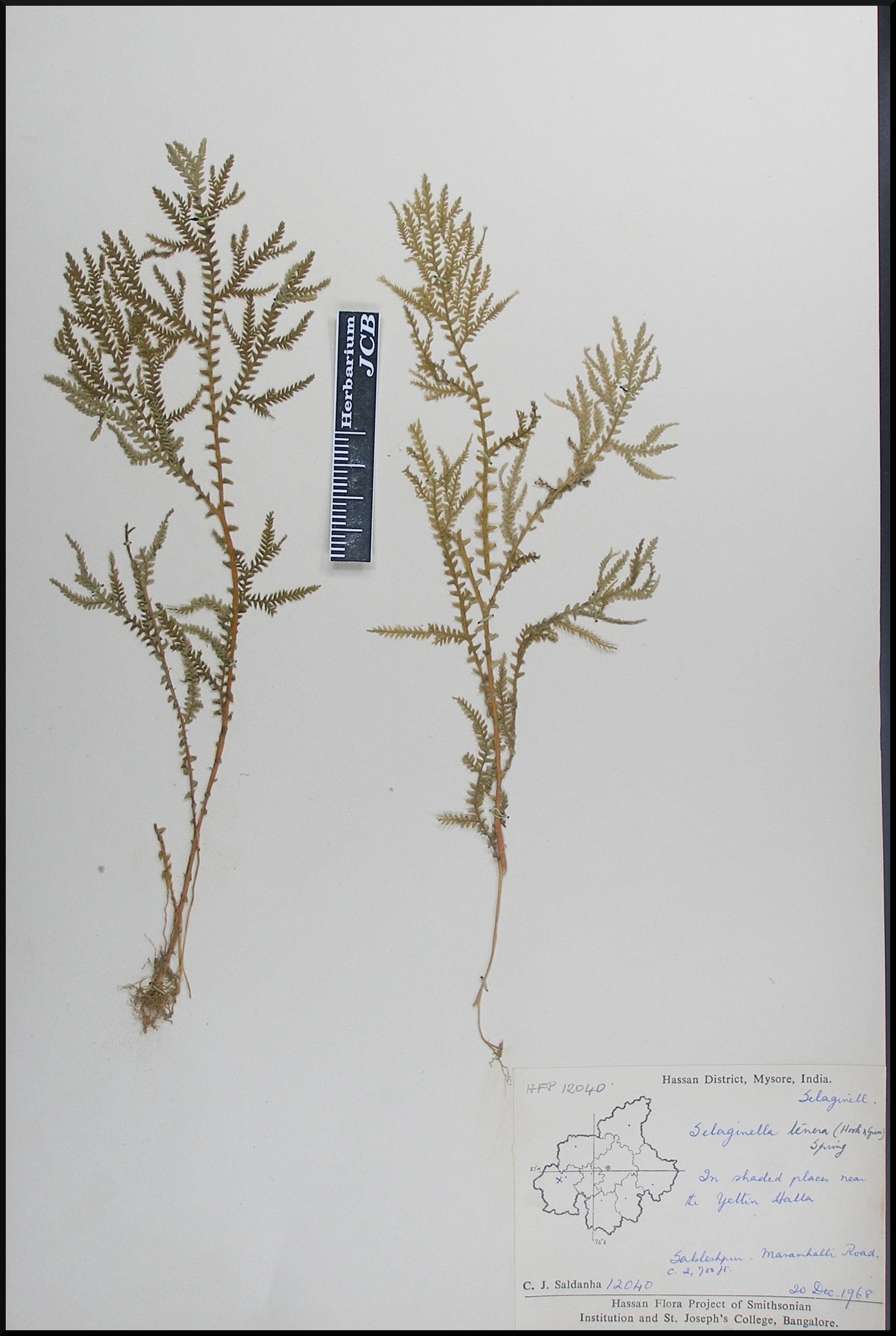 Herbarium JCB
