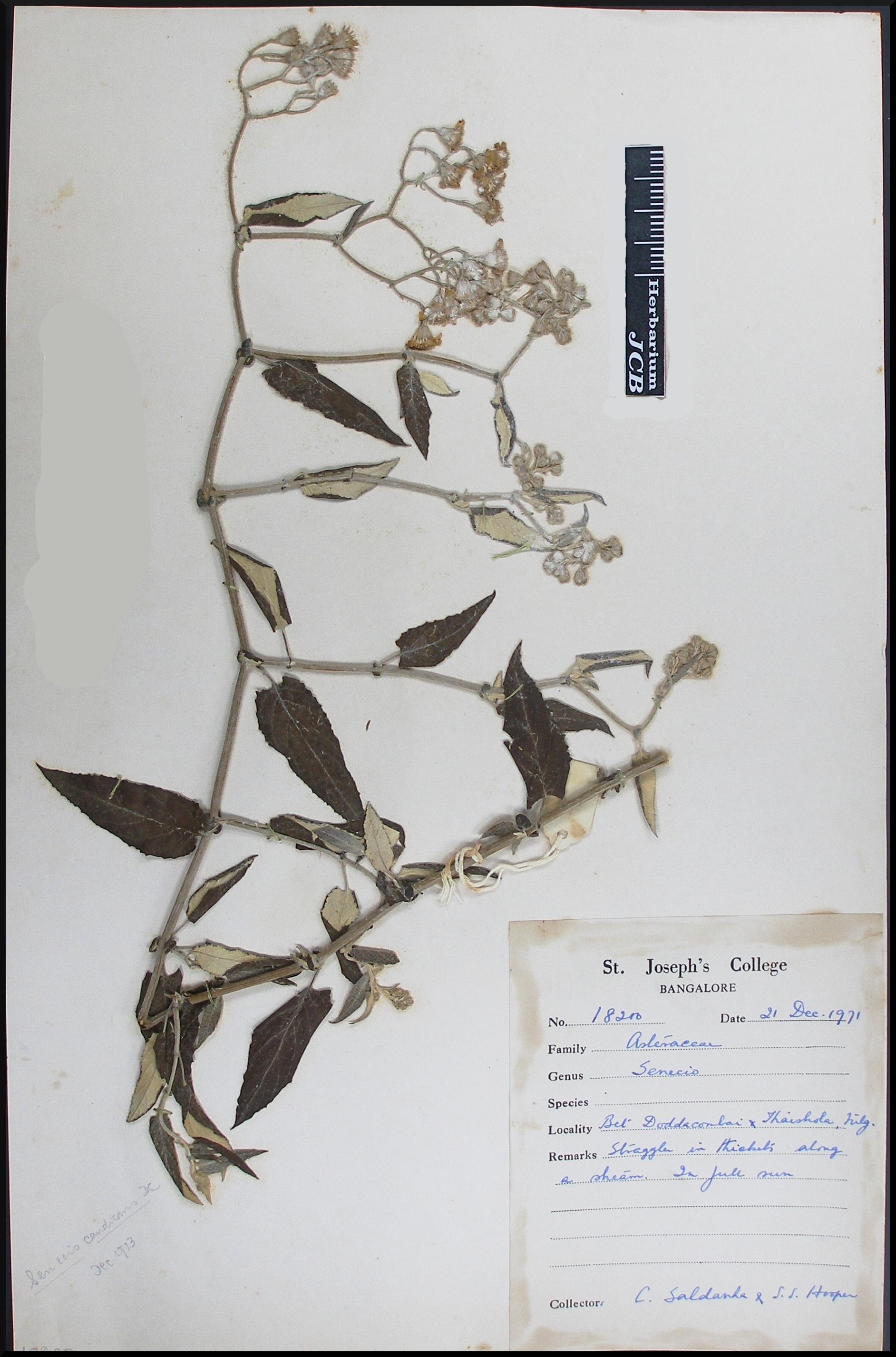 Herbarium JCB