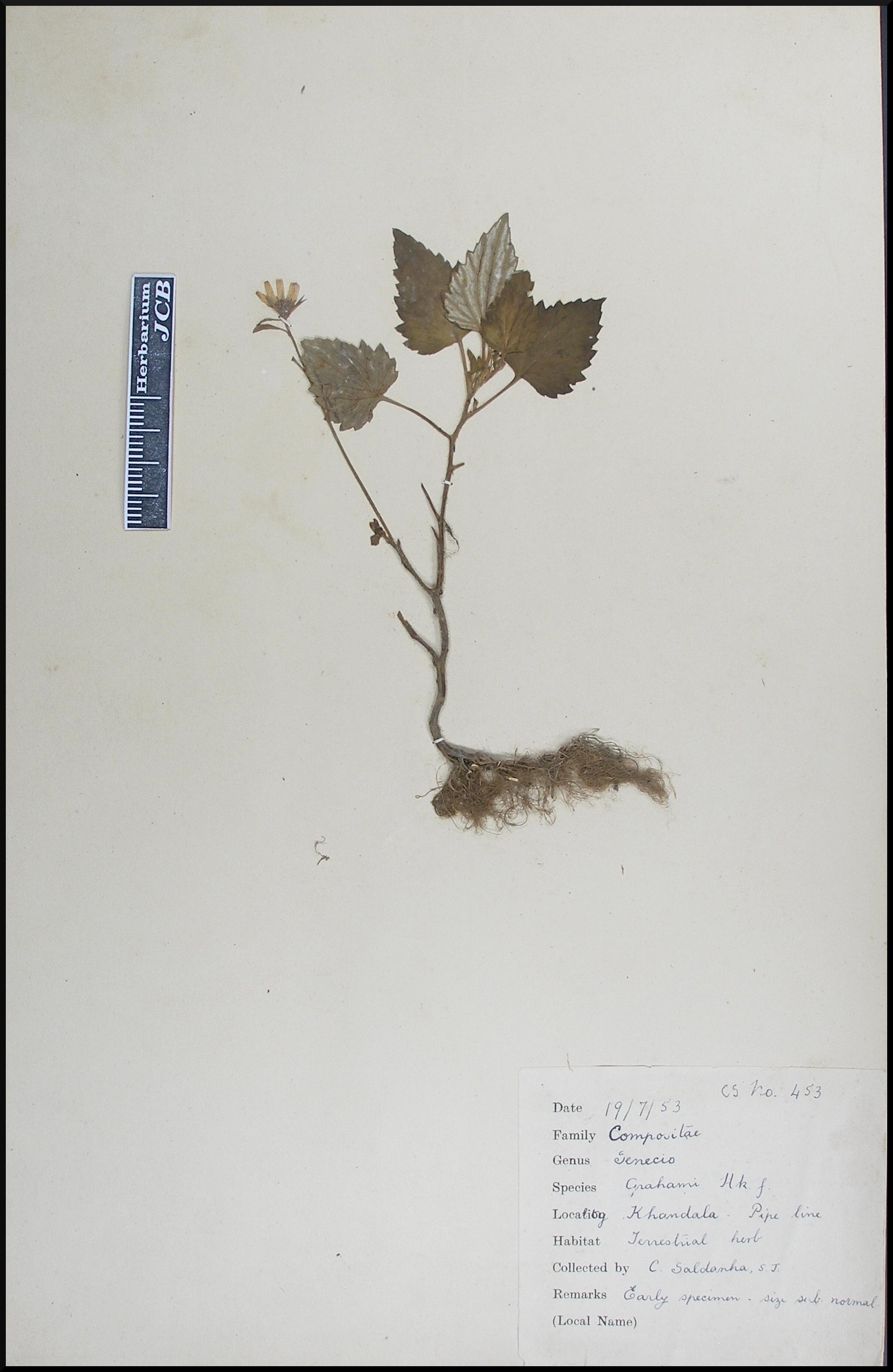 Herbarium JCB
