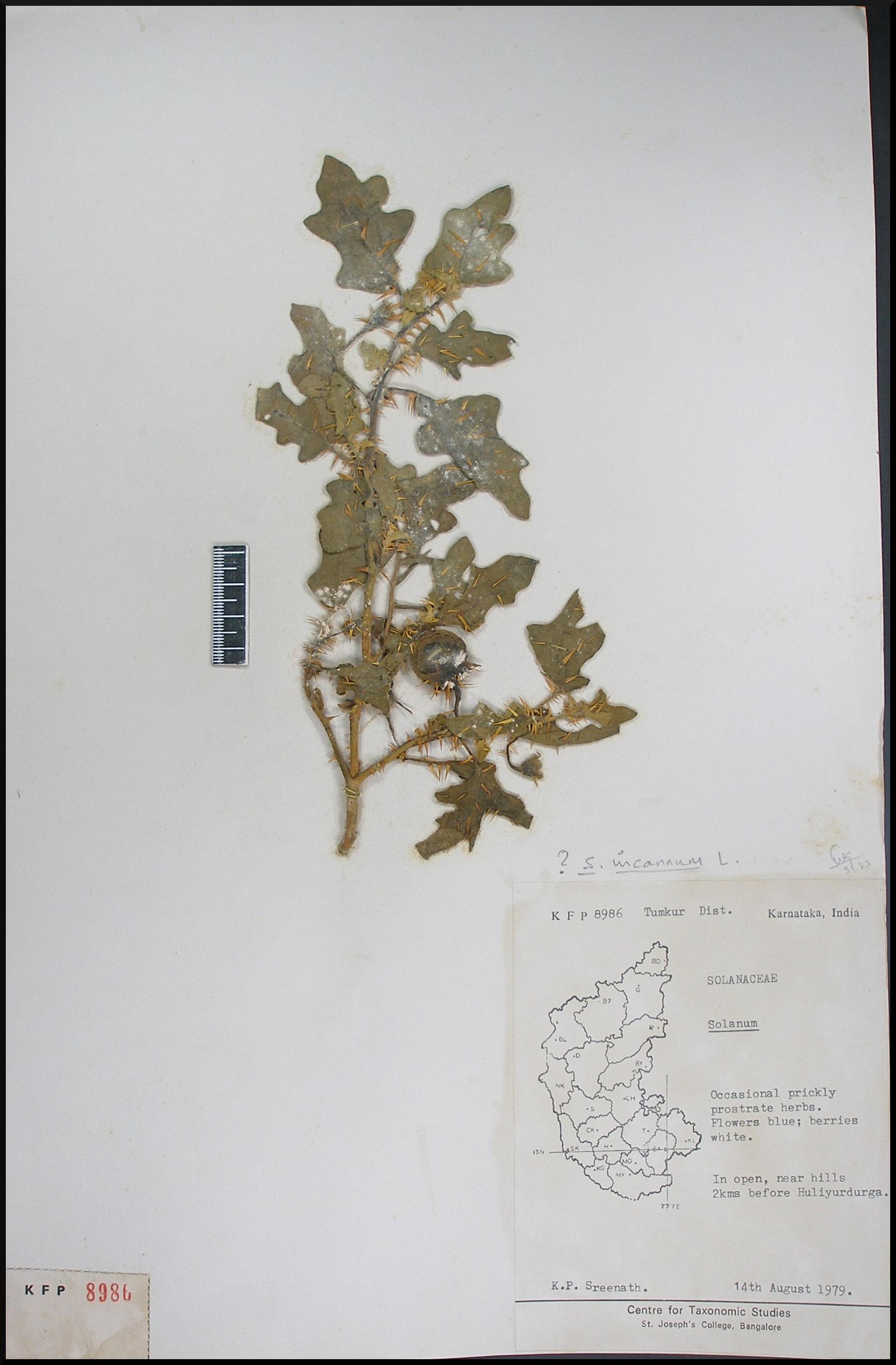 Herbarium JCB