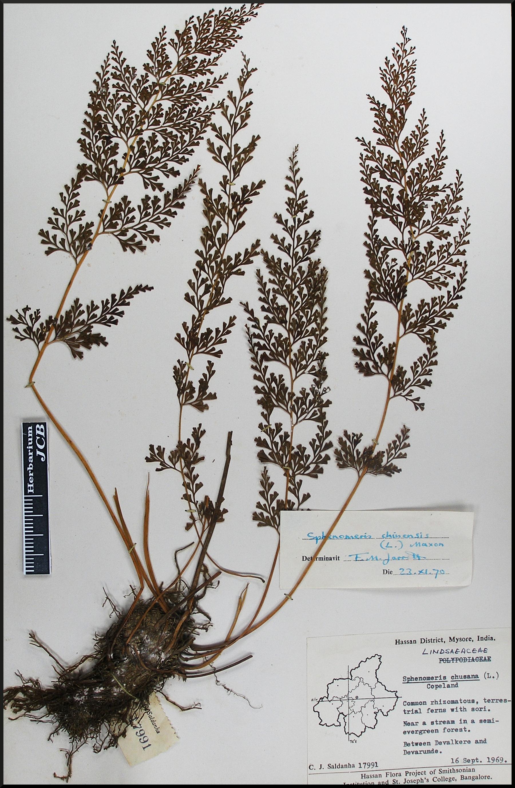 Herbarium JCB