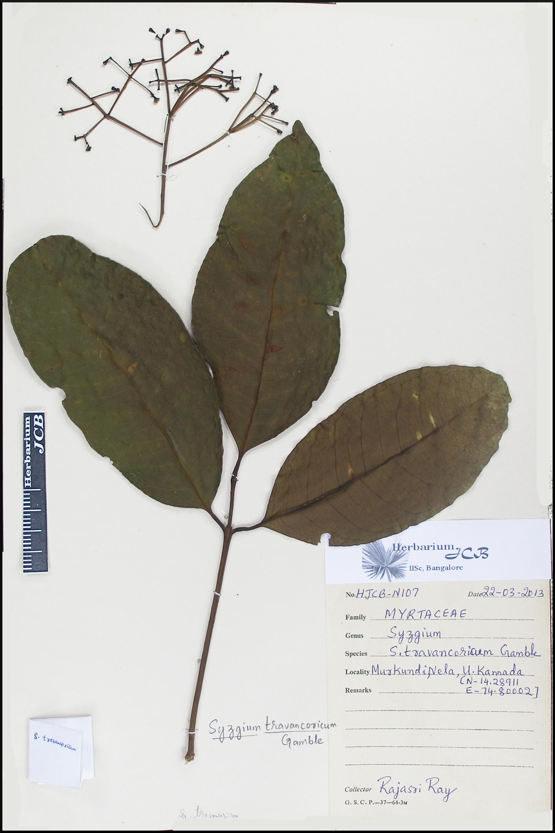 Herbarium JCB