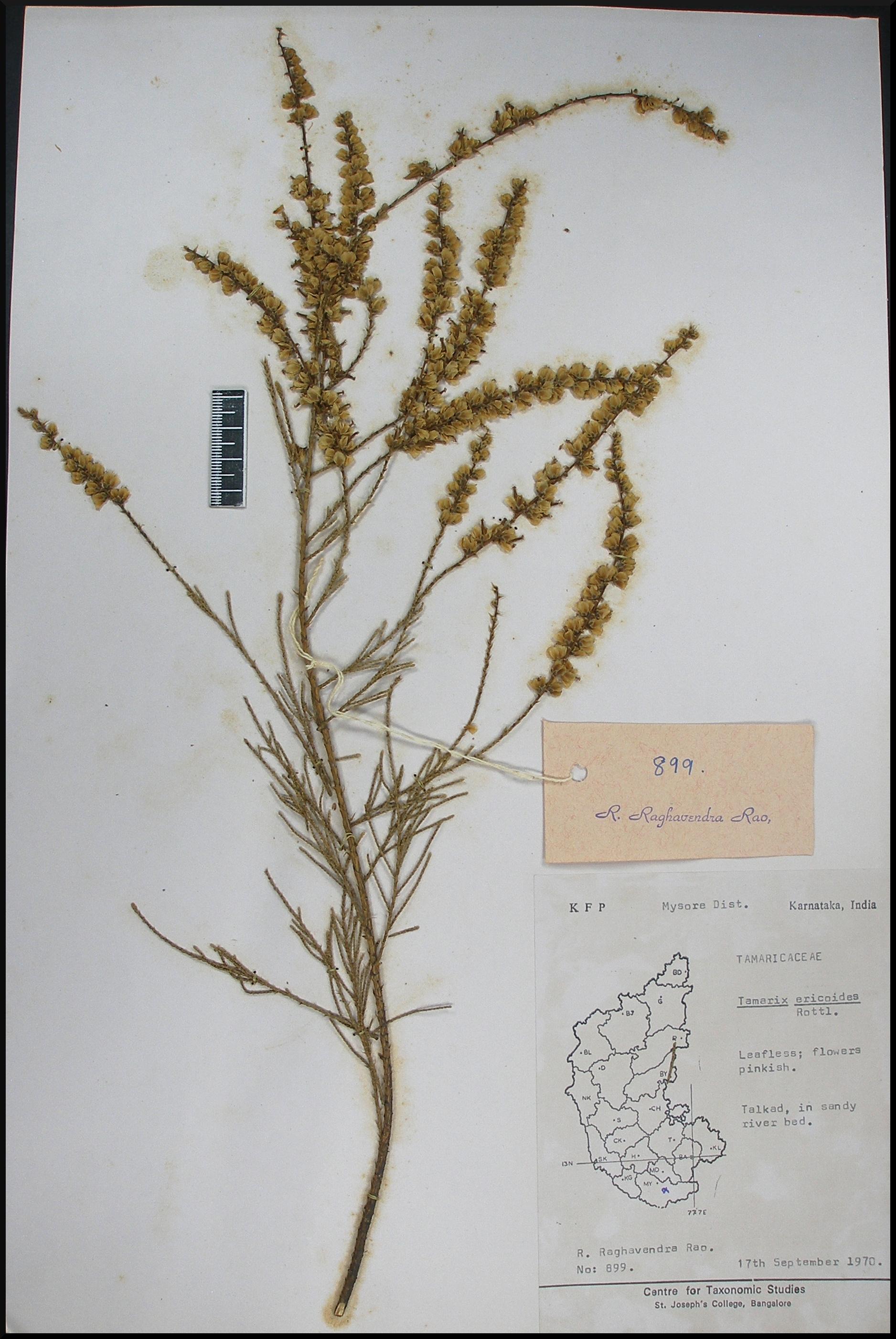 Herbarium JCB