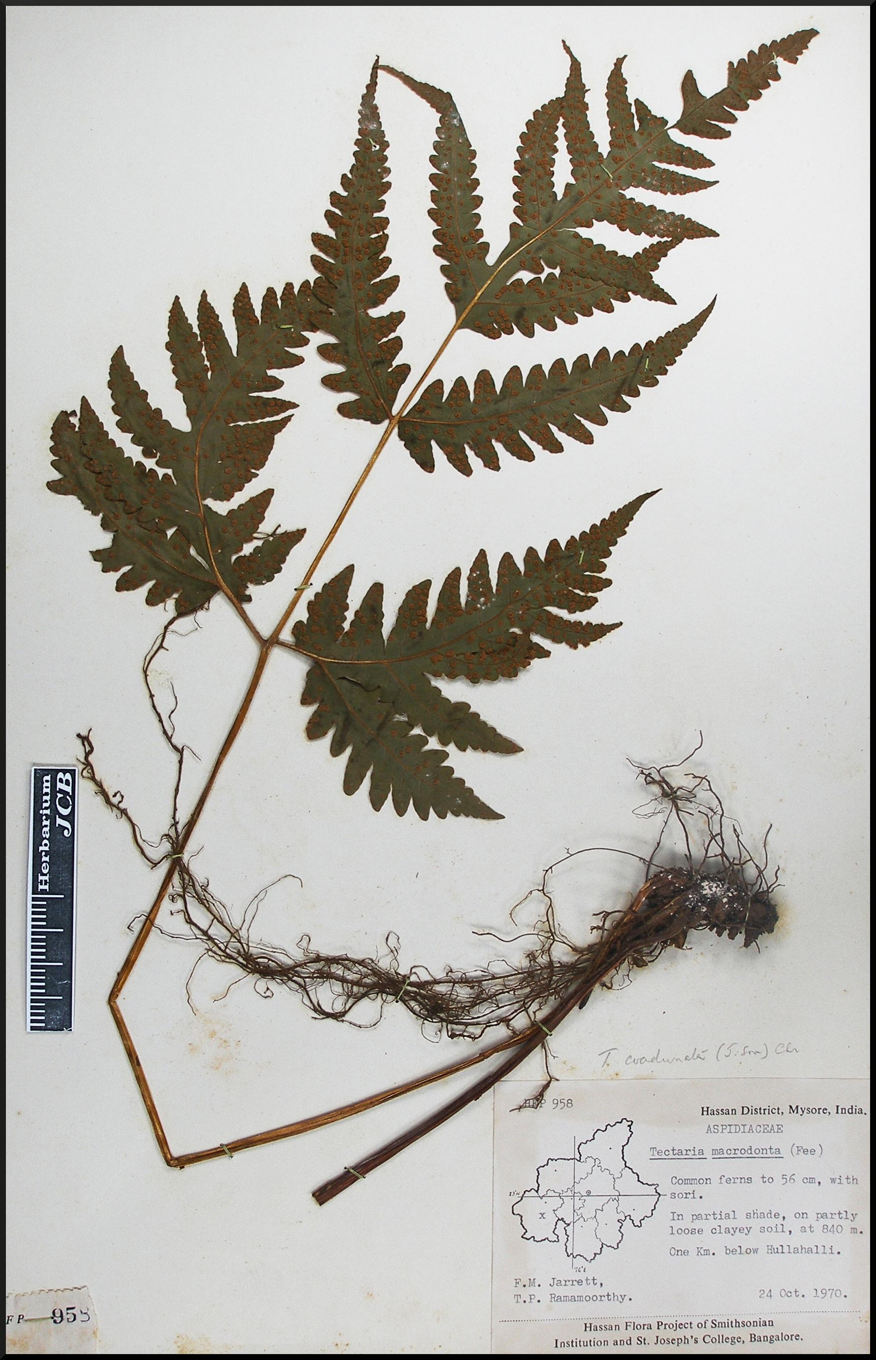 Herbarium JCB