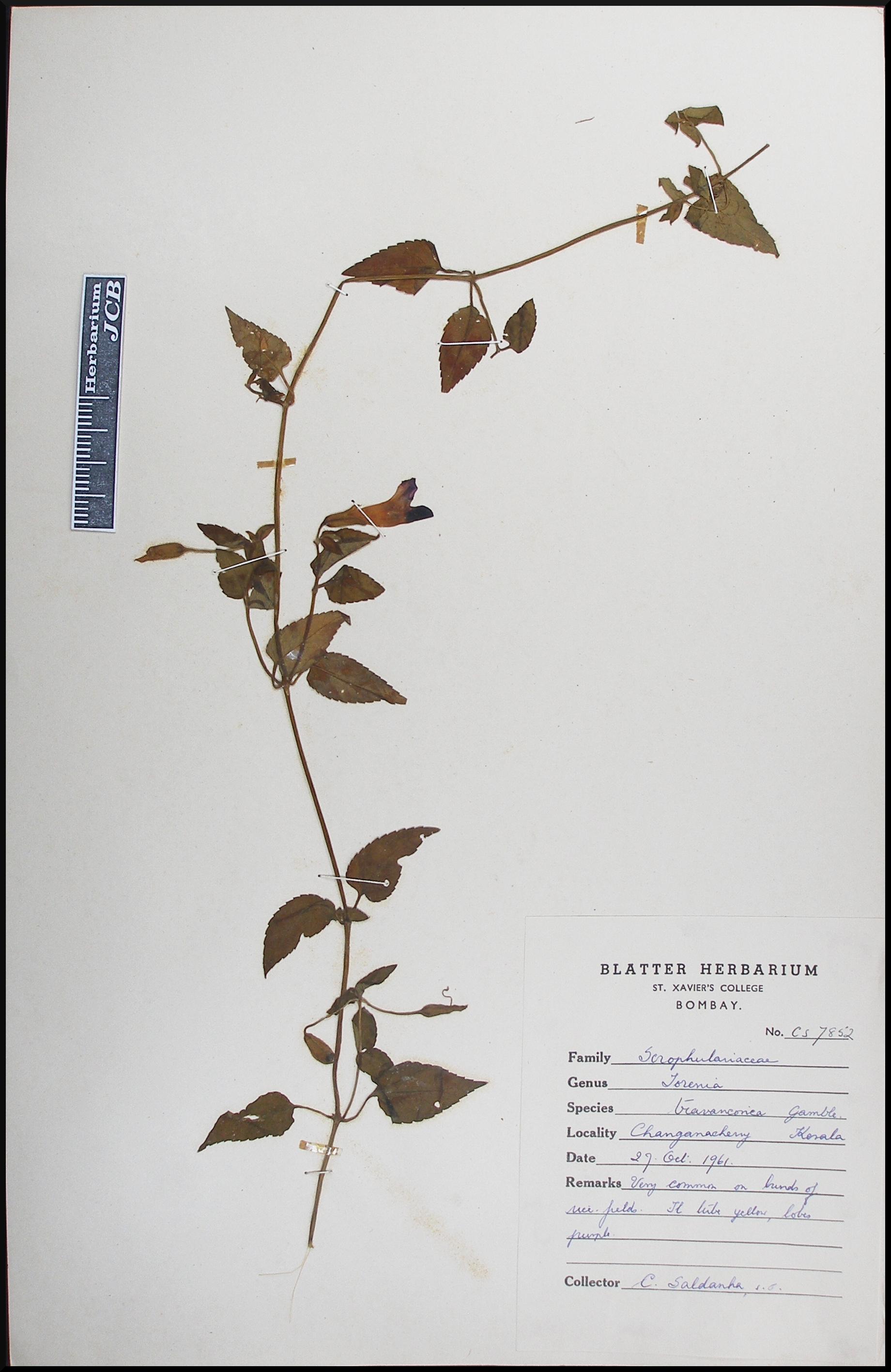 Herbarium JCB