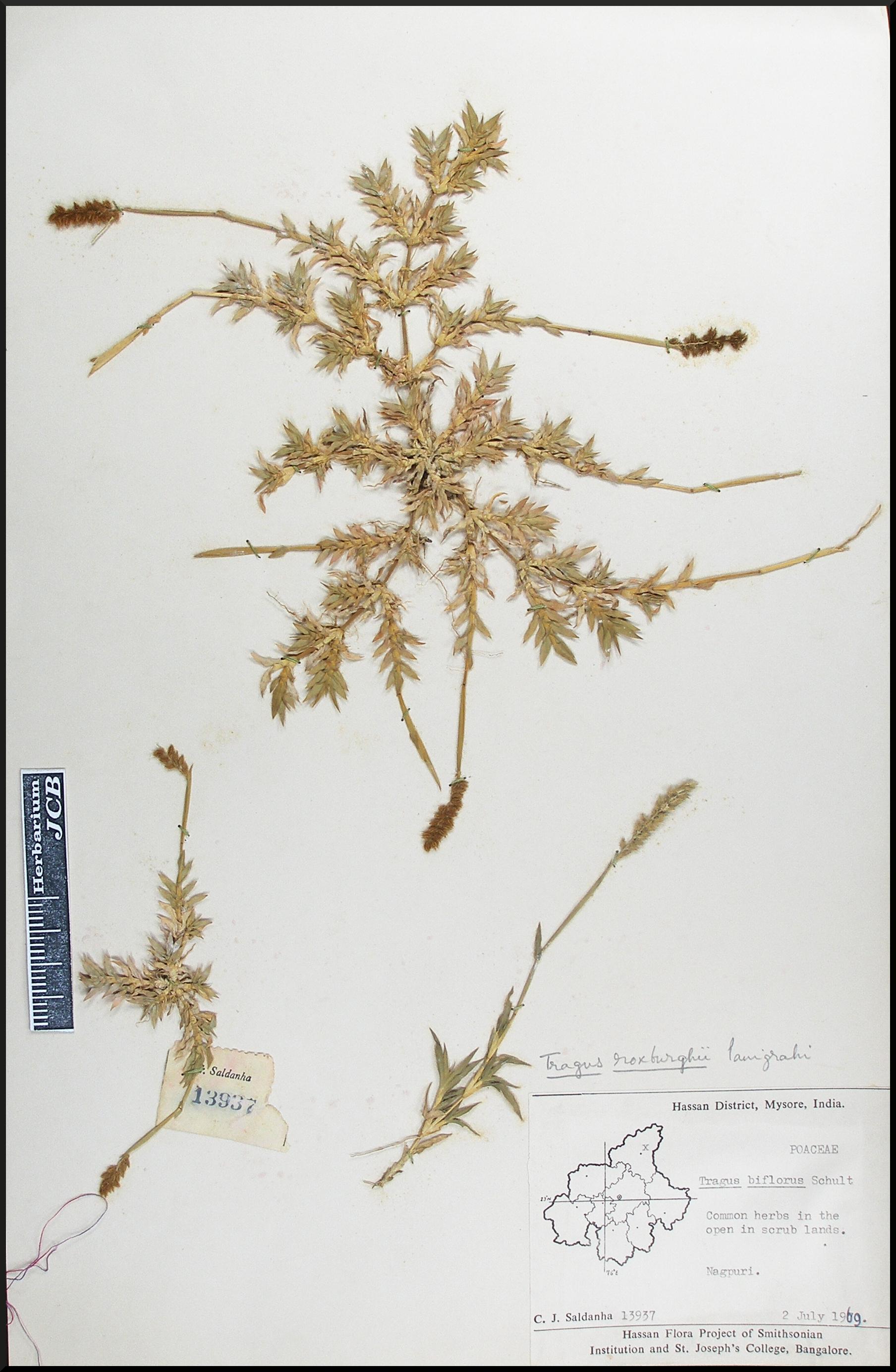 Herbarium JCB